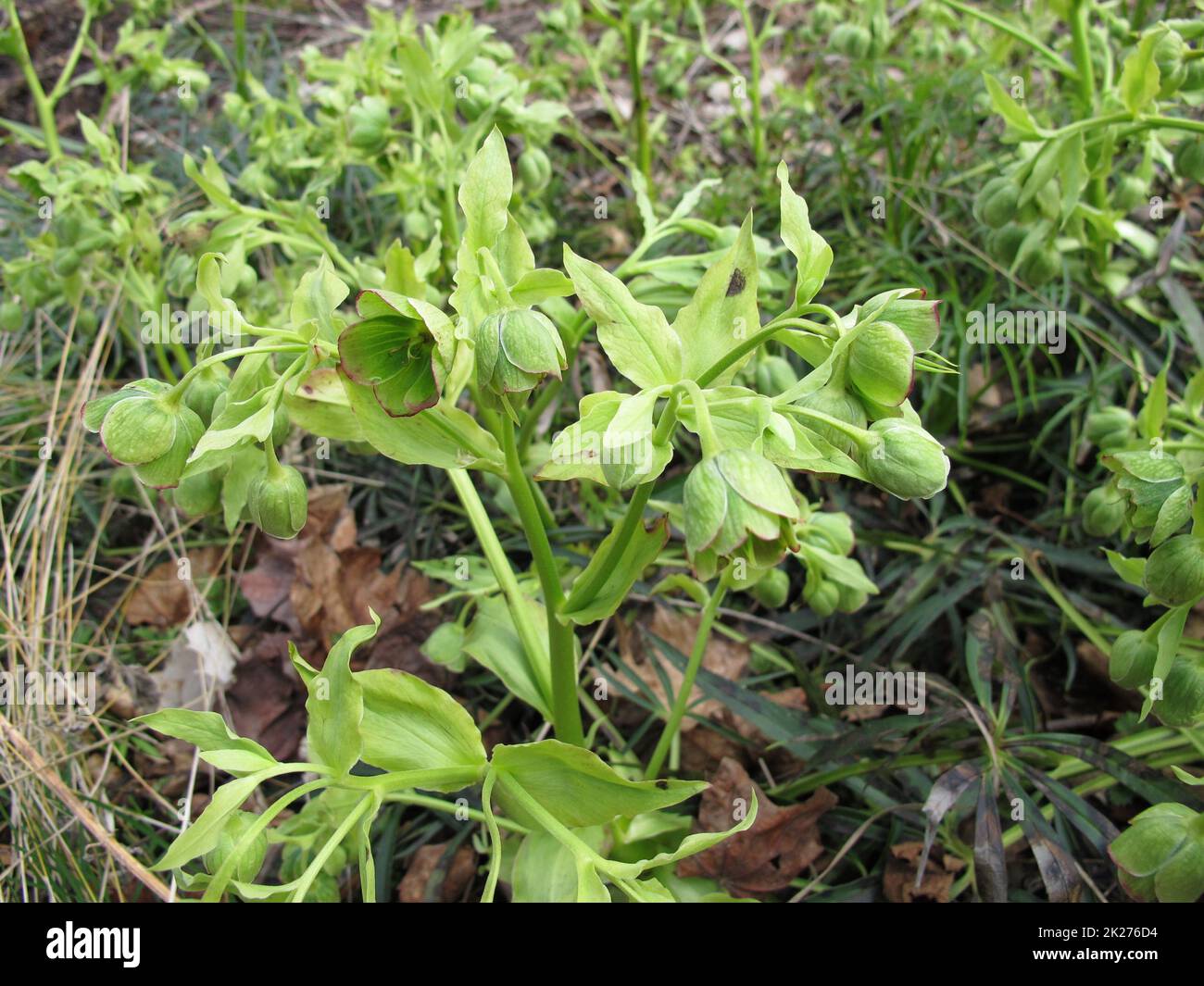 Stinking hellebore with flowers in mixed forest, Helleborus foetidus ...