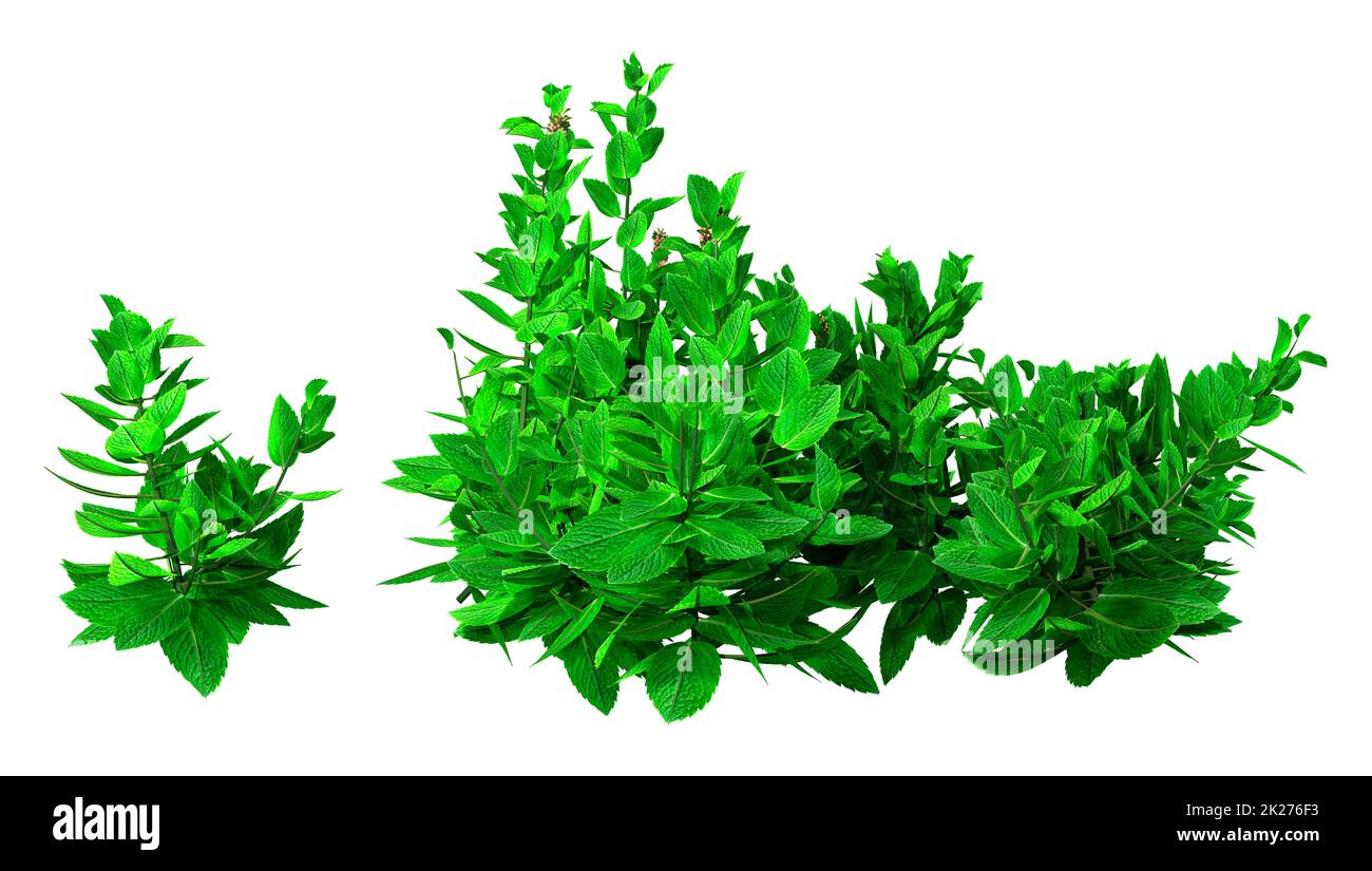 3D Rendering Mint Plants on White Stock Photo - Alamy
