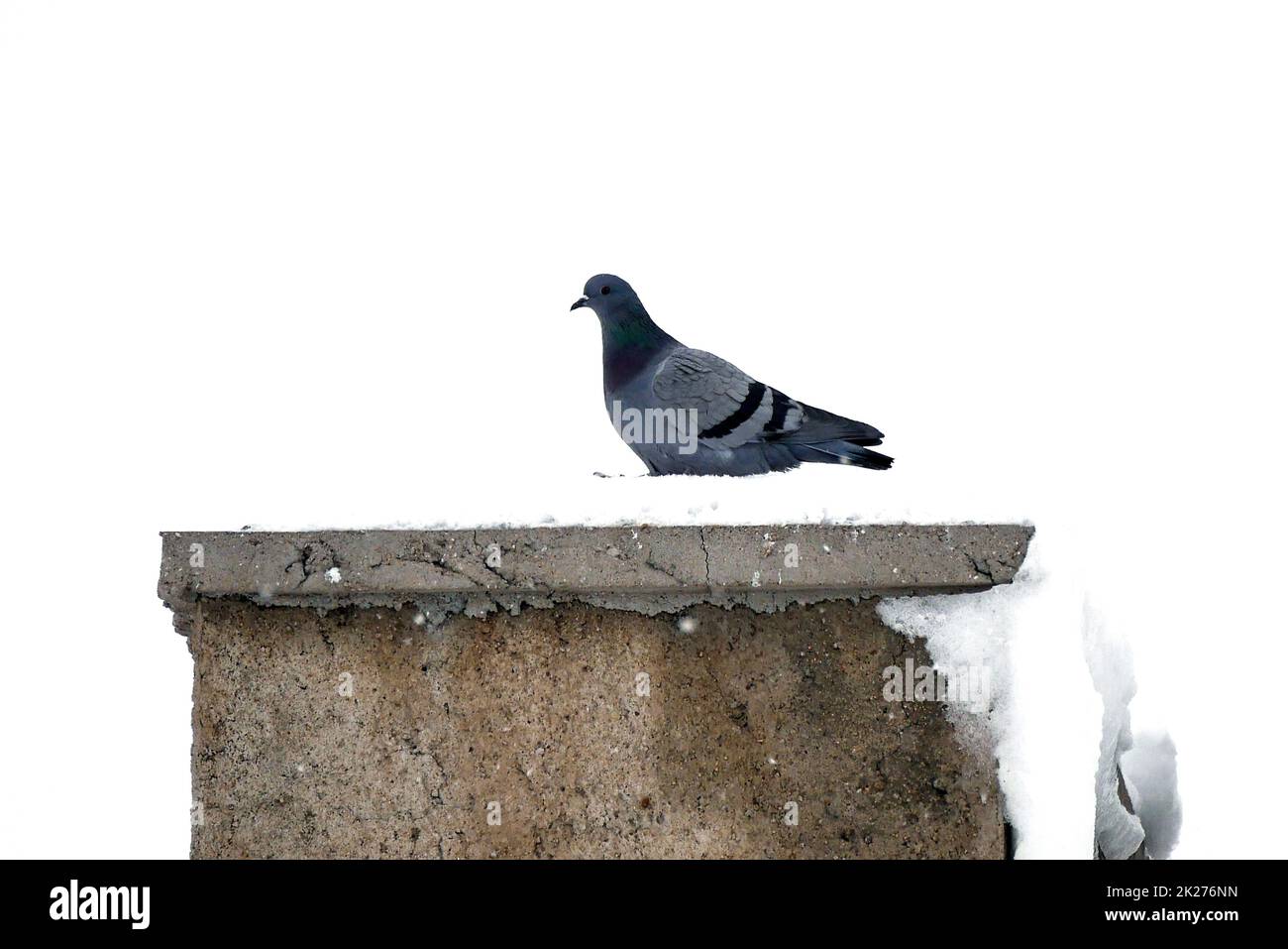 wild pigeons that live on the roof in winter, birds in winter ...