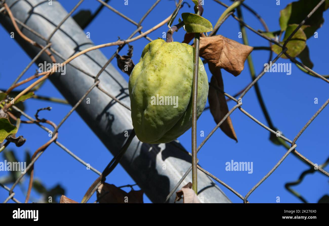 the fruit of chayote on a tree in Alicante province, Spain Stock Photo ...