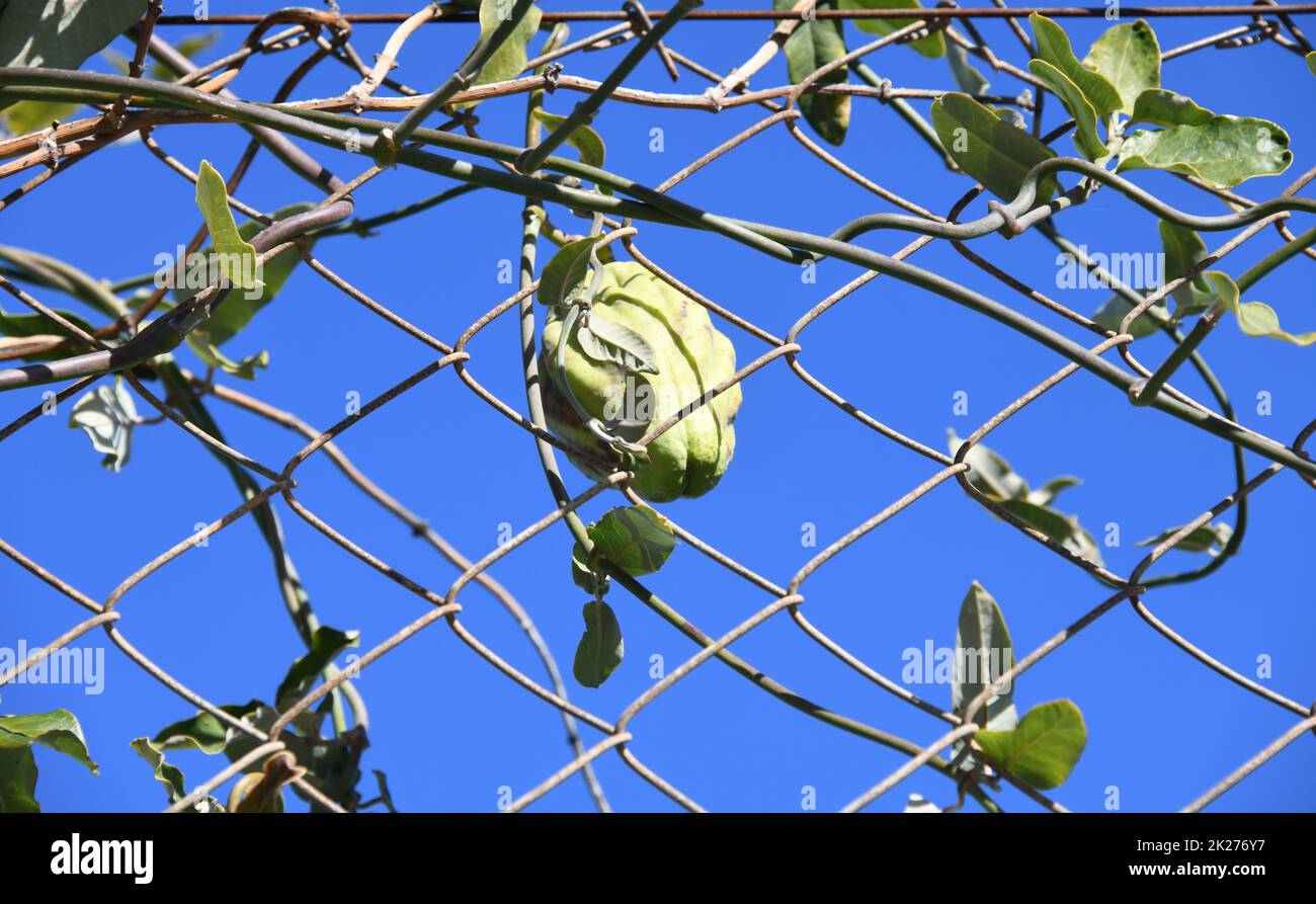 the fruit of chayote on a tree in Alicante province, Spain Stock Photo ...