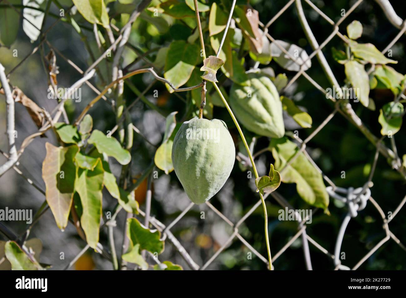 the fruit of chayote on a tree in Alicante province, Spain Stock Photo ...