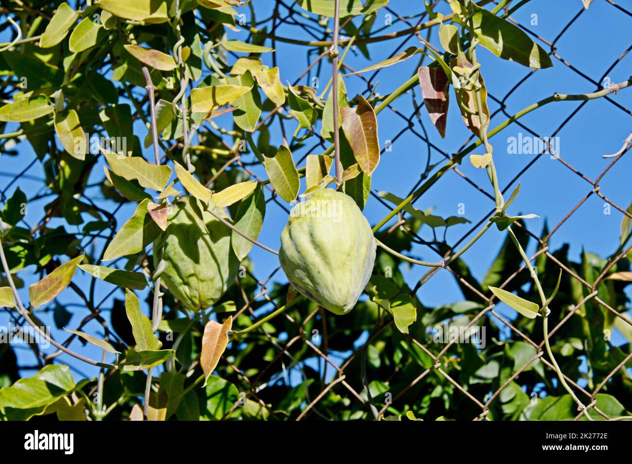 the fruit of chayote on a tree in Alicante province, Spain Stock Photo ...