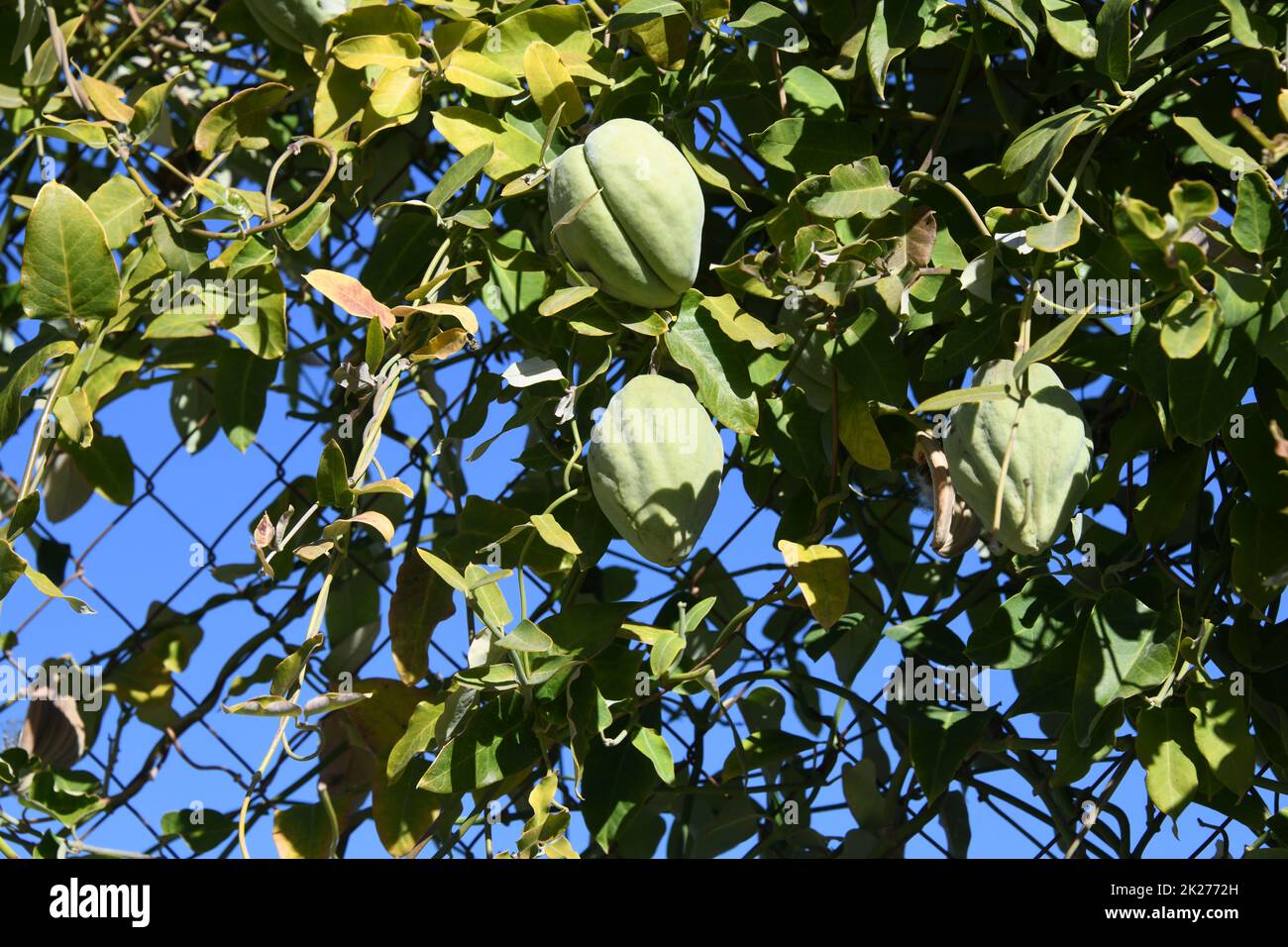 the fruit of chayote on a tree in Alicante province, Spain Stock Photo ...
