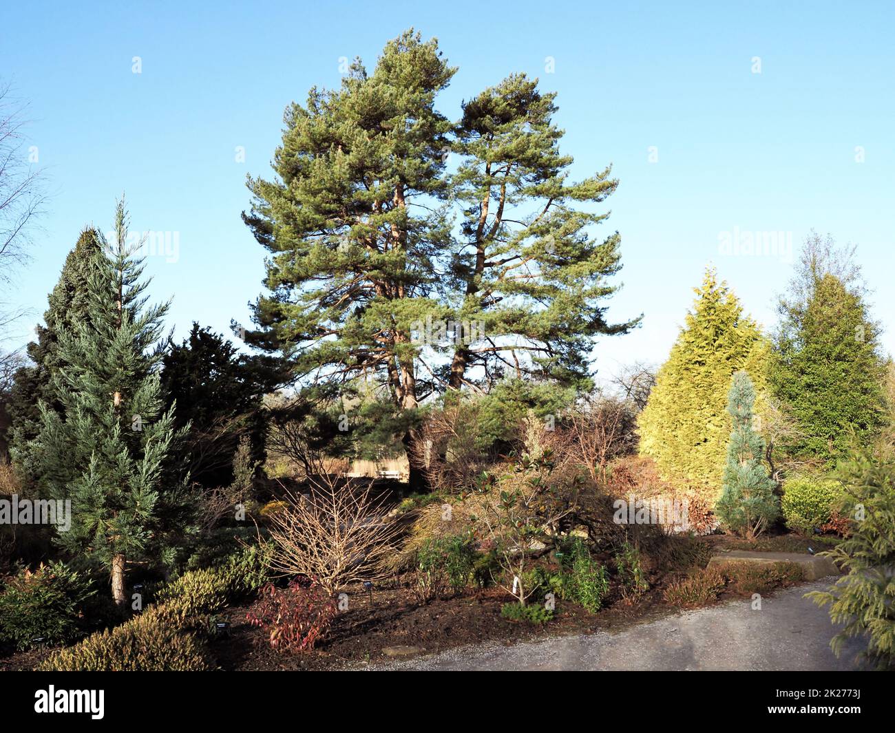 Pine tree and conifers in a garden with a blue sky Stock Photo - Alamy