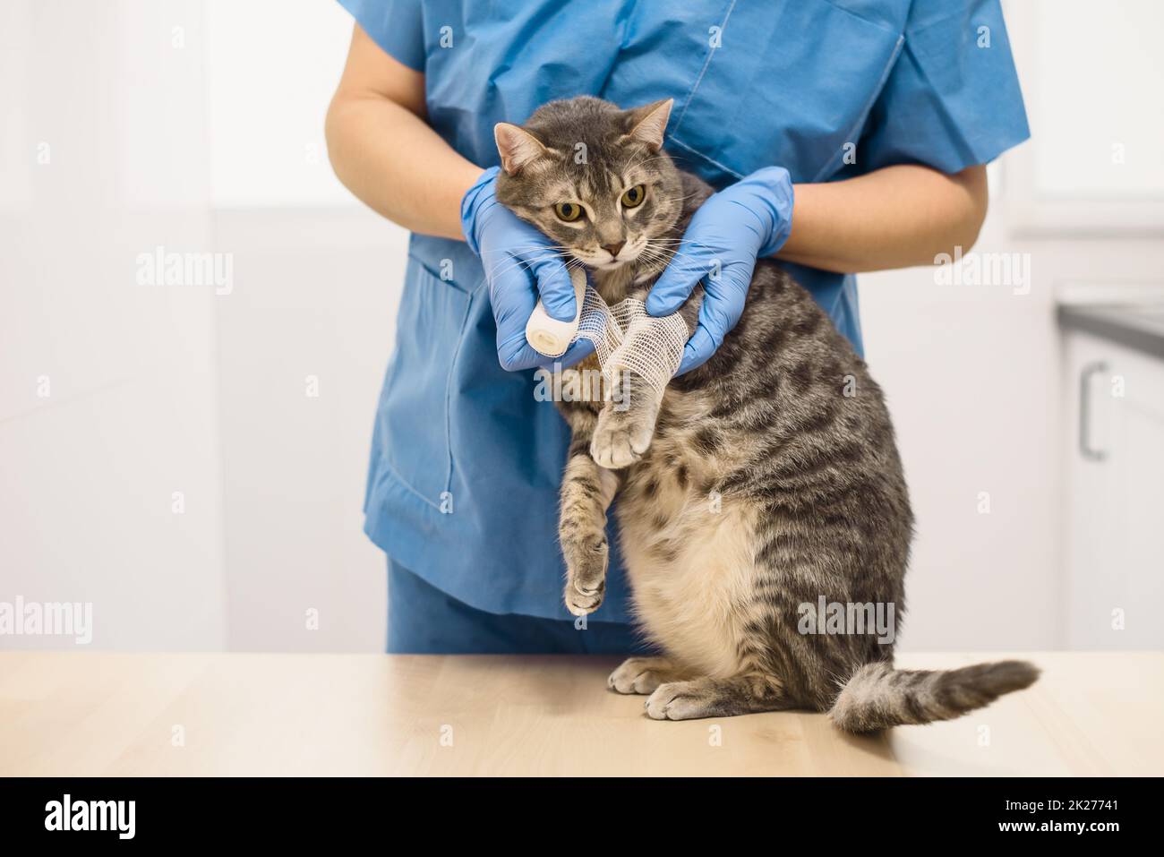 Veterinarian doctor bandaging the injured leg of a cat Stock Photo - Alamy