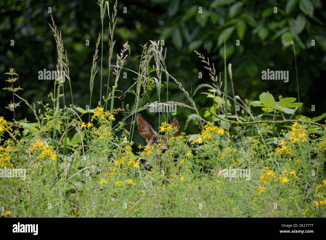 Hidden behind the grass hi-res stock photography and images - Alamy
