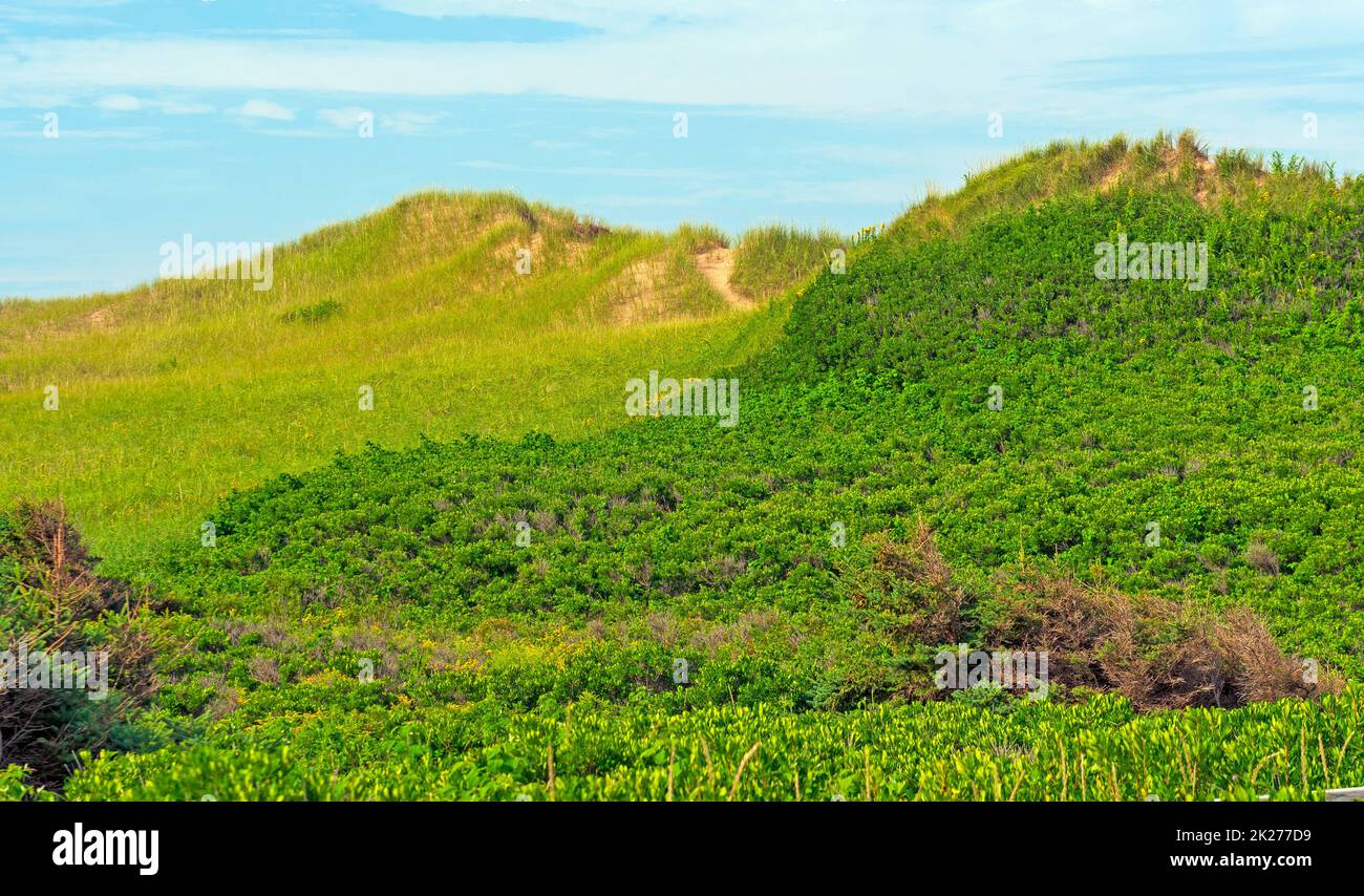 Coastal dunes plants hi-res stock photography and images - Alamy