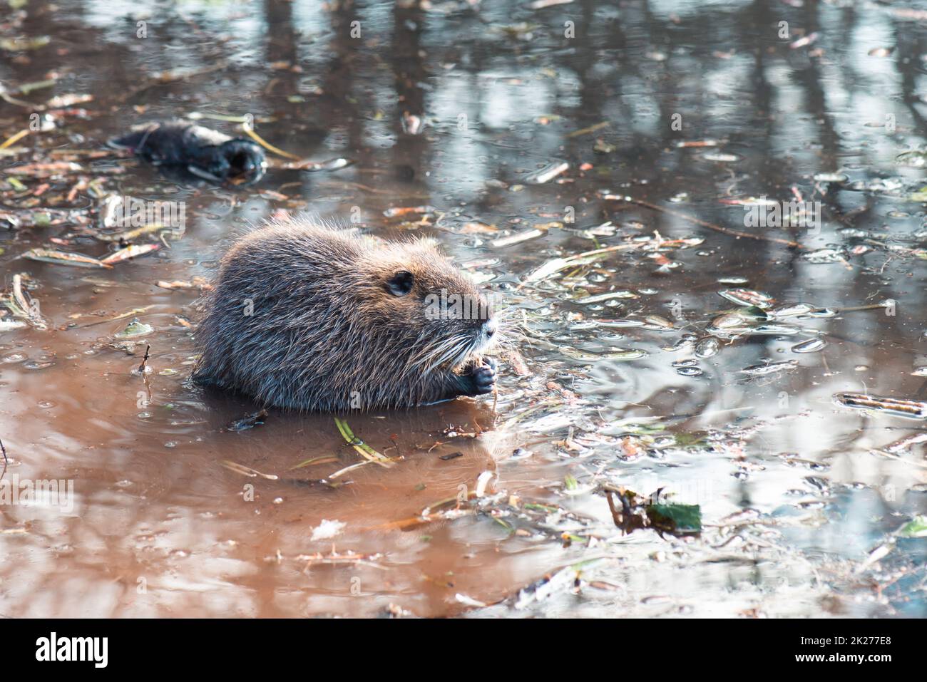 Animal wetlands hi-res stock photography and images - Alamy