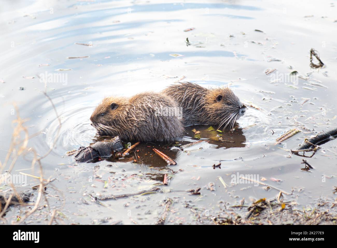 Nutria, coypu herbivorous, semiaquatic rodent member of the family ...