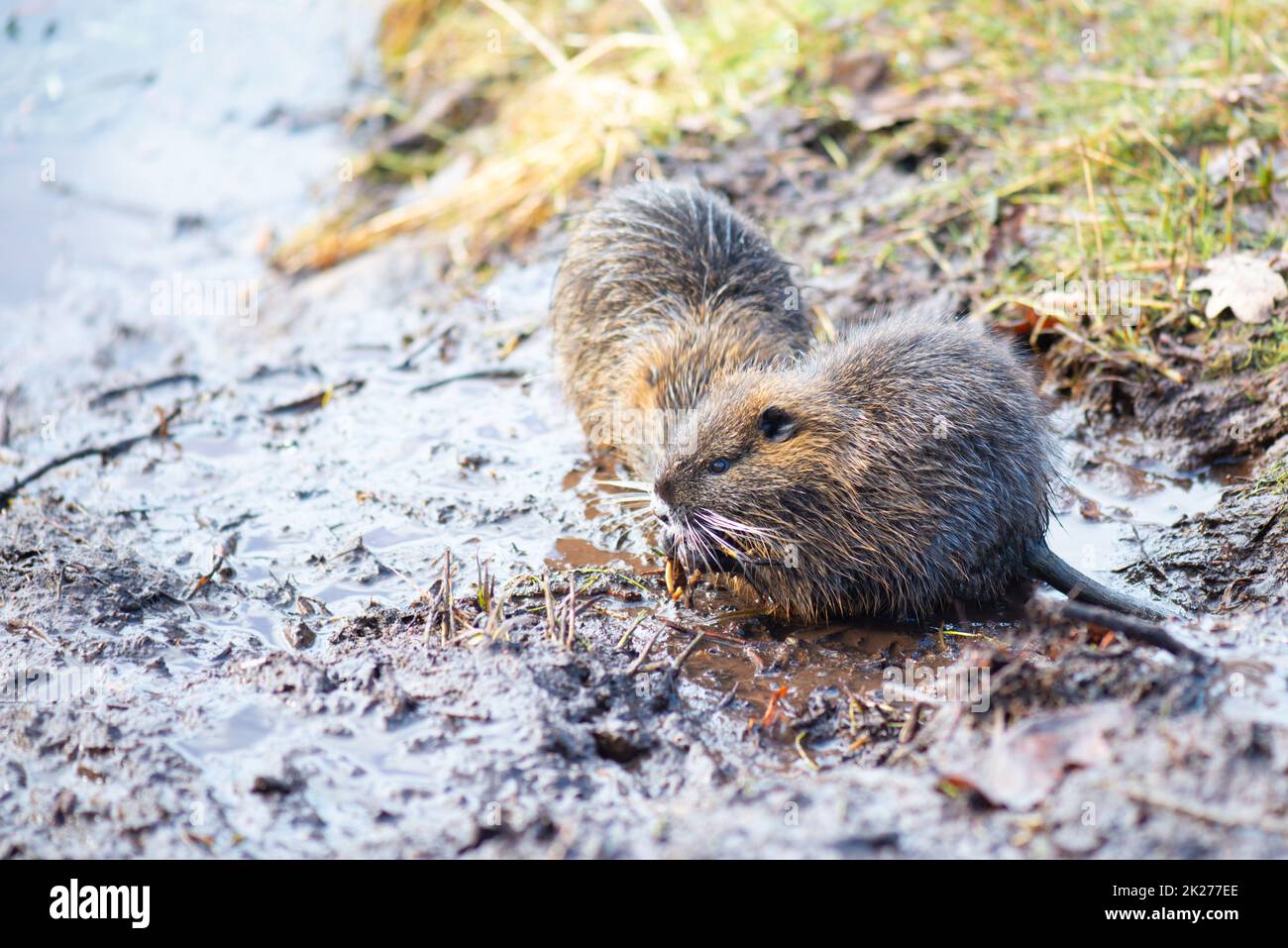 Nutria, coypu herbivorous, semiaquatic rodent member of the family ...
