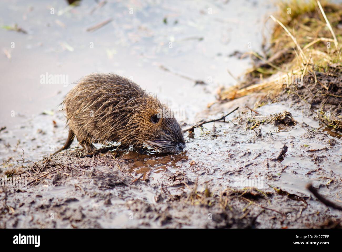 Nutria, coypu herbivorous, semiaquatic rodent member of the family ...