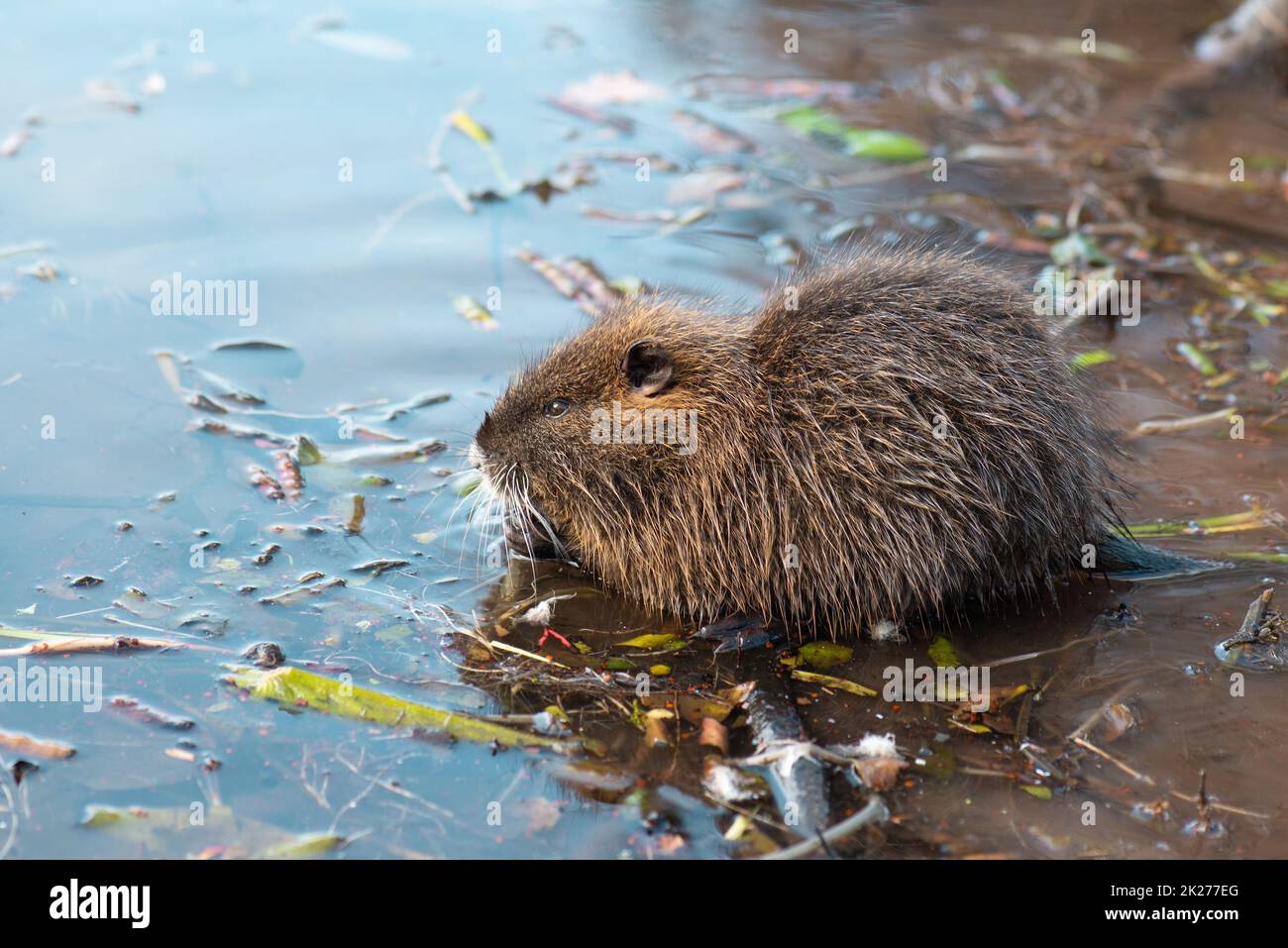 Wet rat hi-res stock photography and images - Alamy