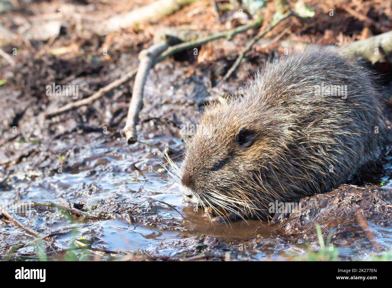 Nutria, coypu herbivorous, semiaquatic rodent member of the family ...