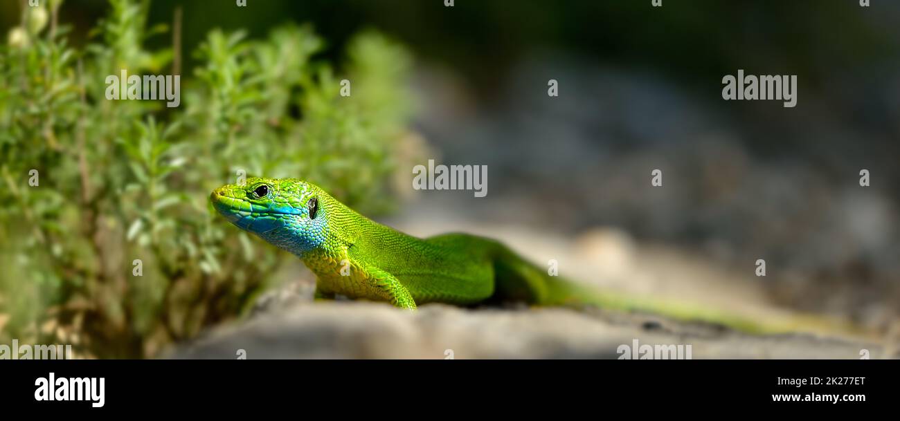 Emerald lizard sunbathing at rock in paklenica national park croatia ...