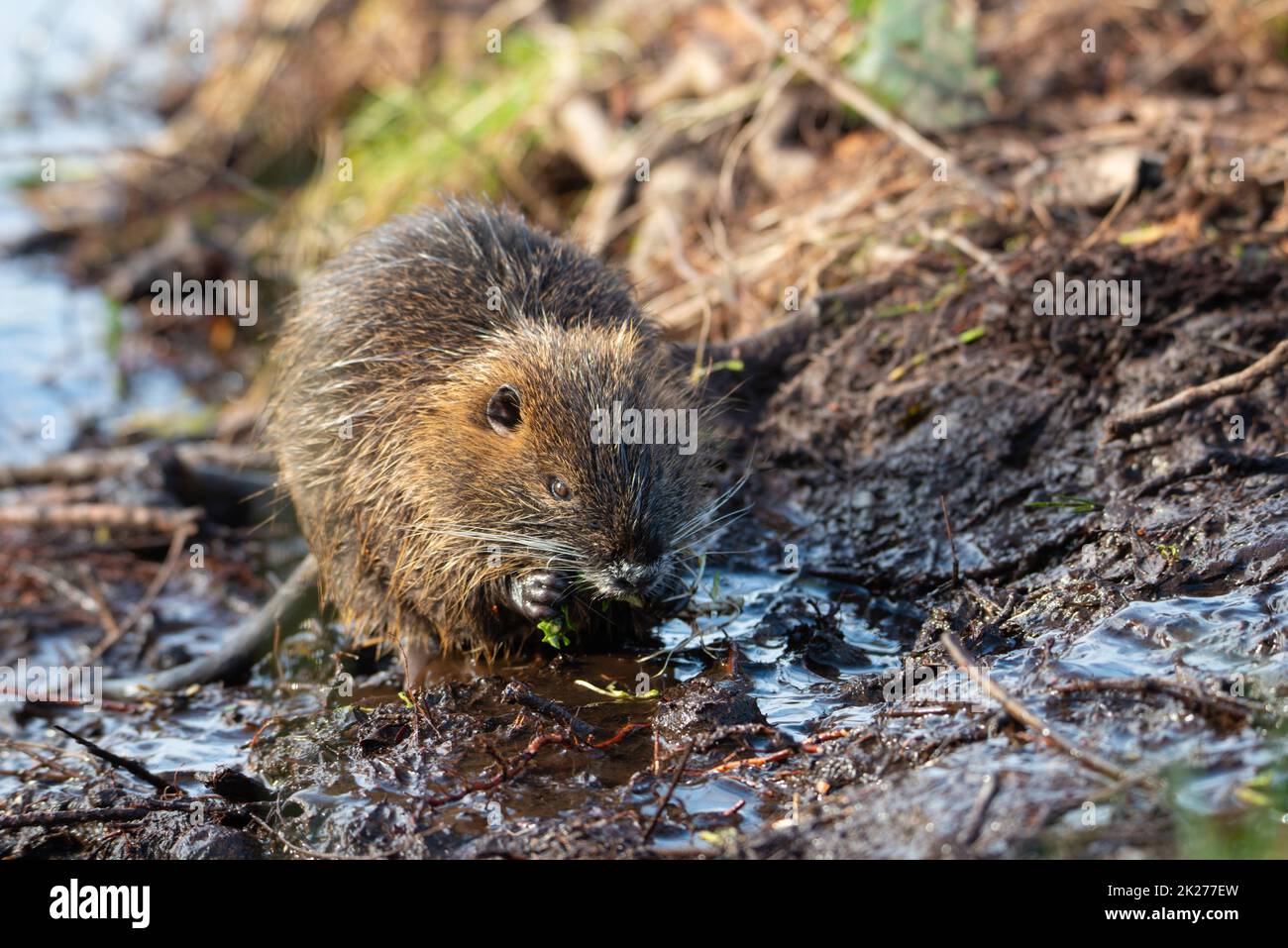 Nutria, coypu herbivorous, semiaquatic rodent member of the family ...