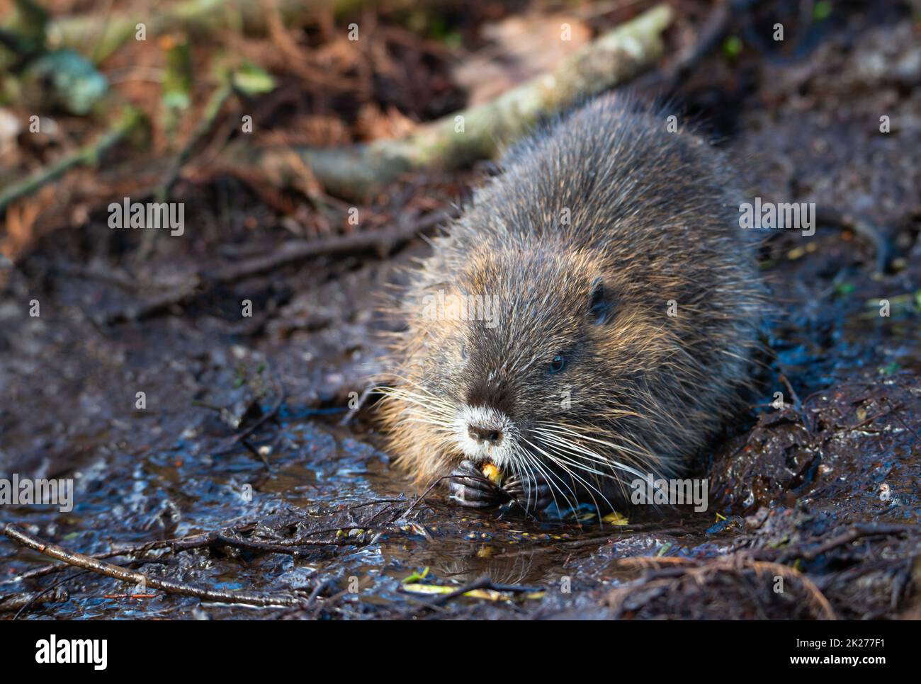 Nutria, coypu herbivorous, semiaquatic rodent member of the family ...