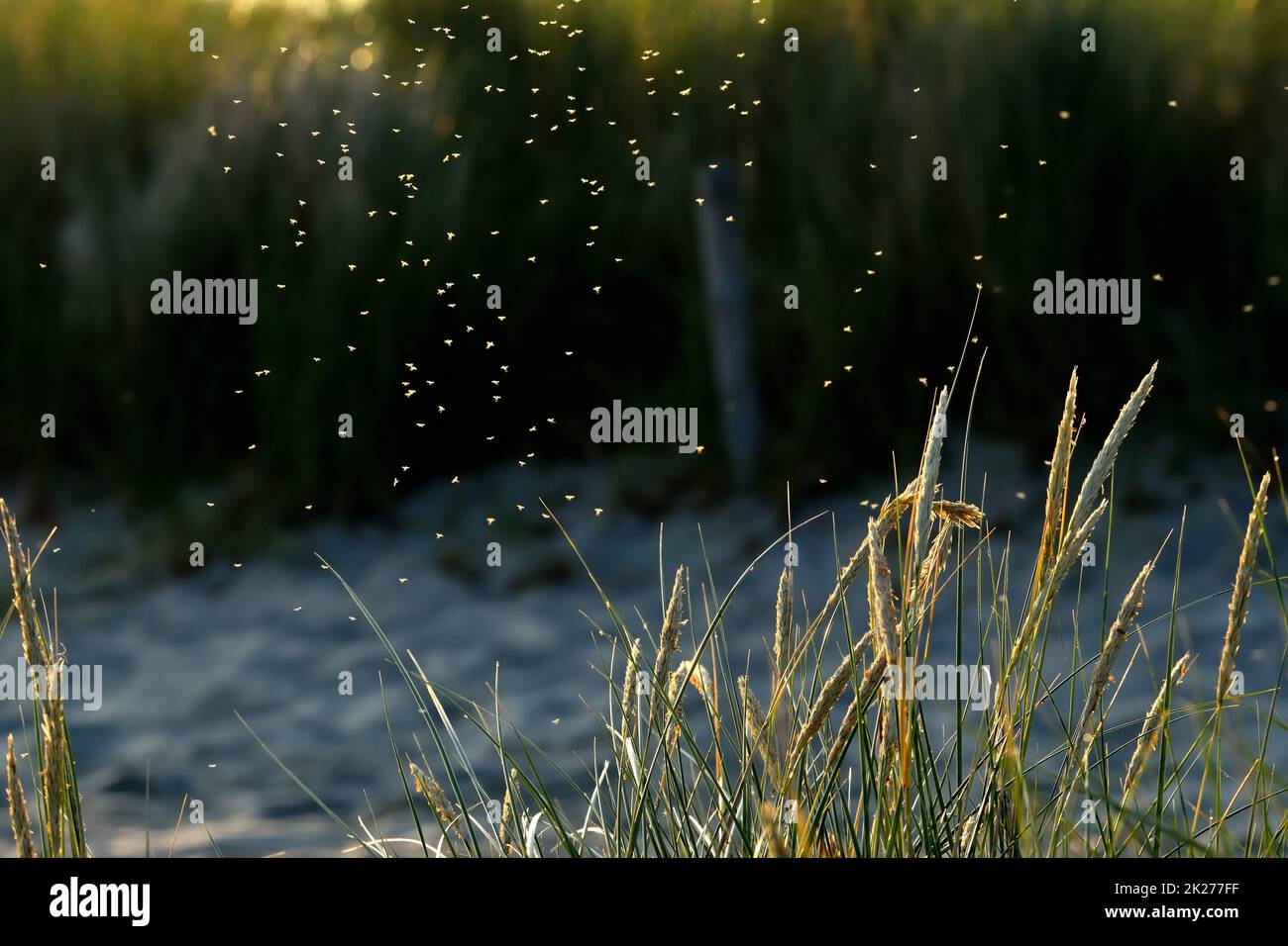 mosquitos midges dancing in the setting sun with grass in focus Stock ...