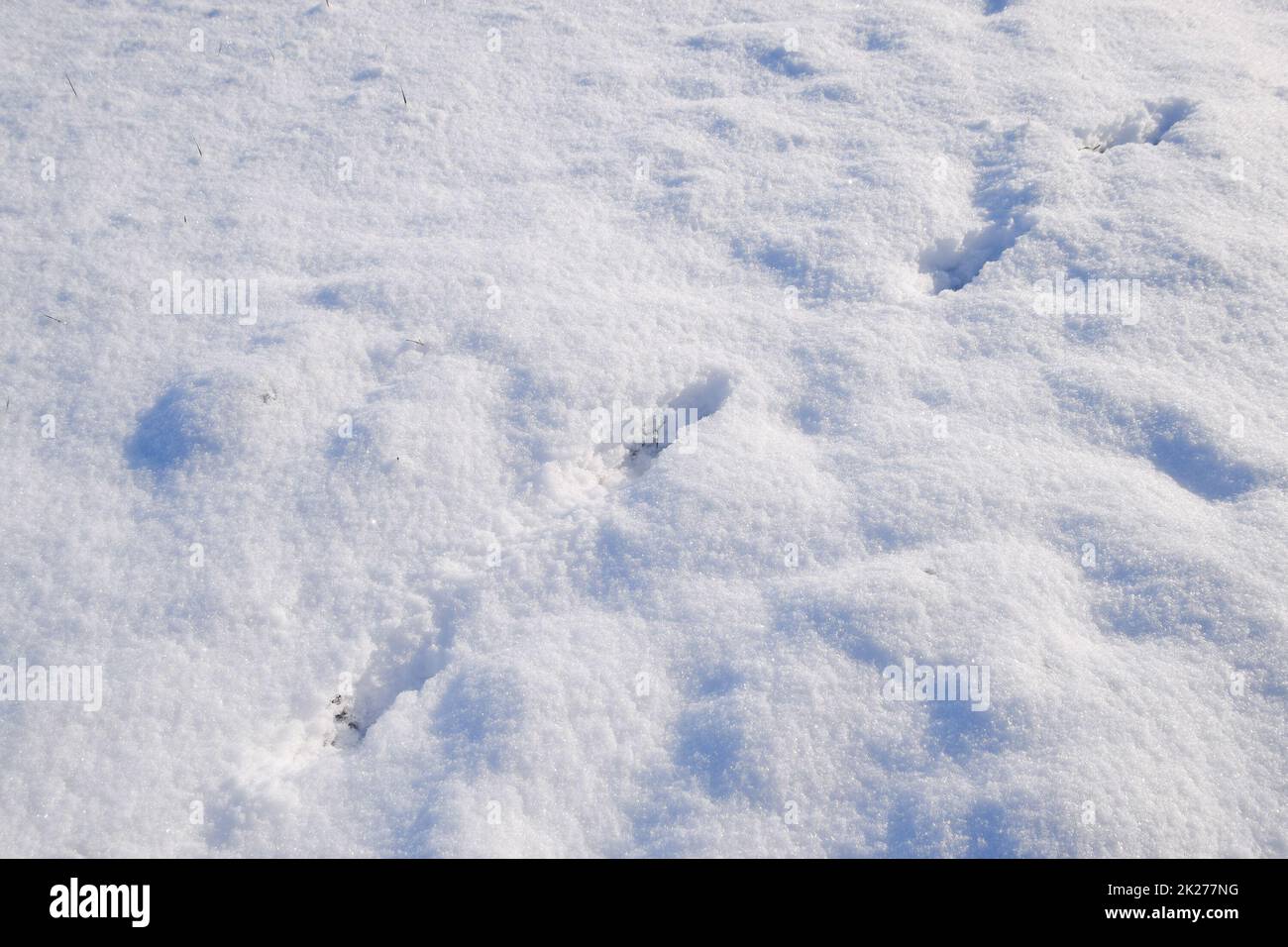 Rabbit tracks in snow hi-res stock photography and images - Alamy
