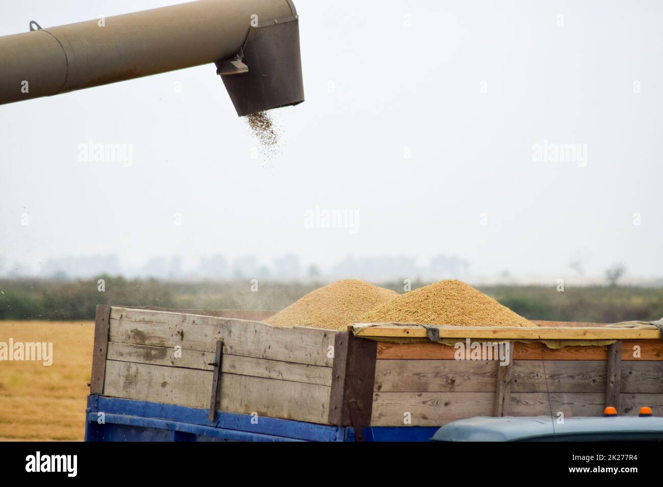 Unloading screw a combine harvester. Unloading grain from a combine ...