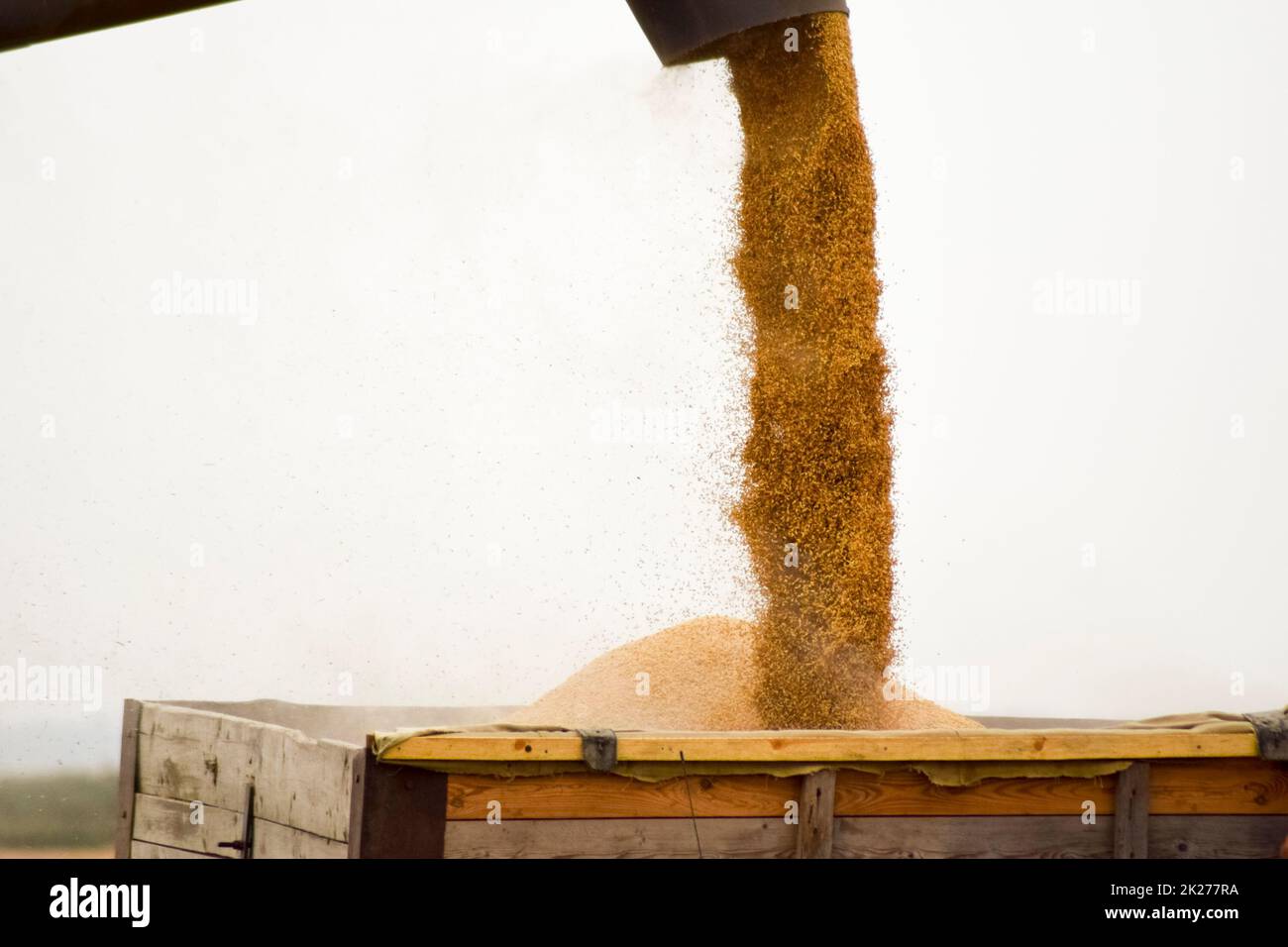 Unloading screw a combine harvester. Unloading grain from a combine ...