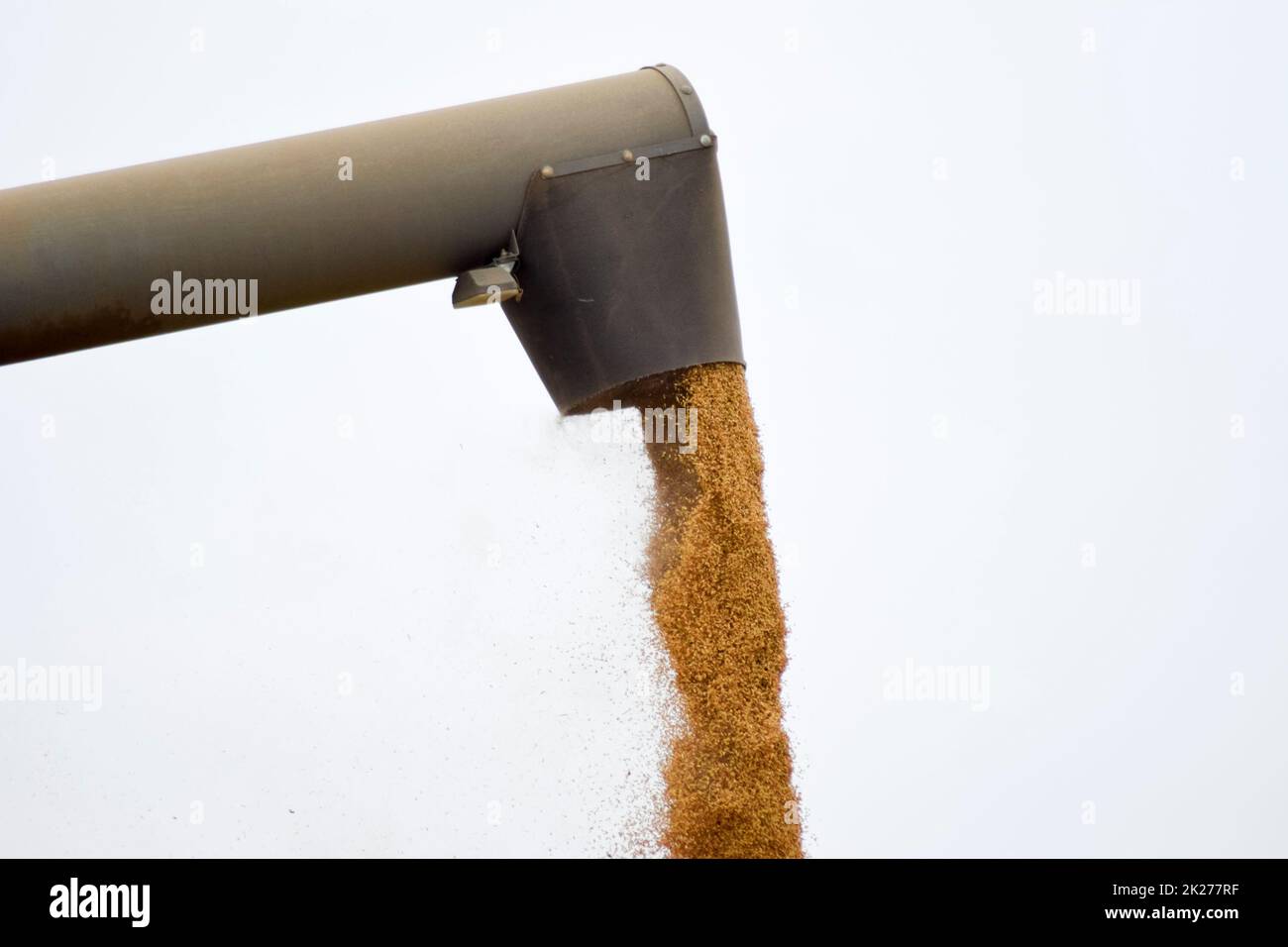 Unloading screw a combine harvester. Unloading grain from a combine ...