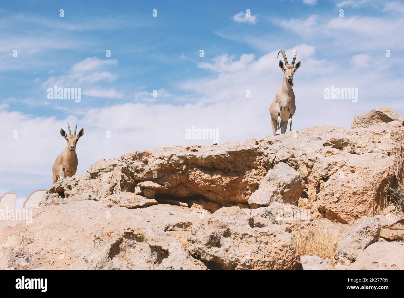 Ibex in the Negev desert in Mitzpe Ramon on the rim of the crater ...