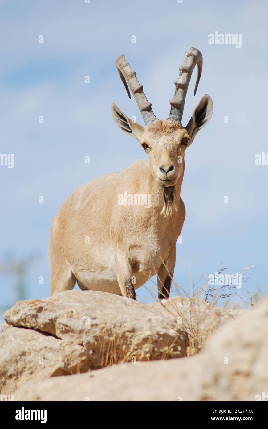 Ibex in the Negev desert in Mitzpe Ramon on the rim of the crater ...