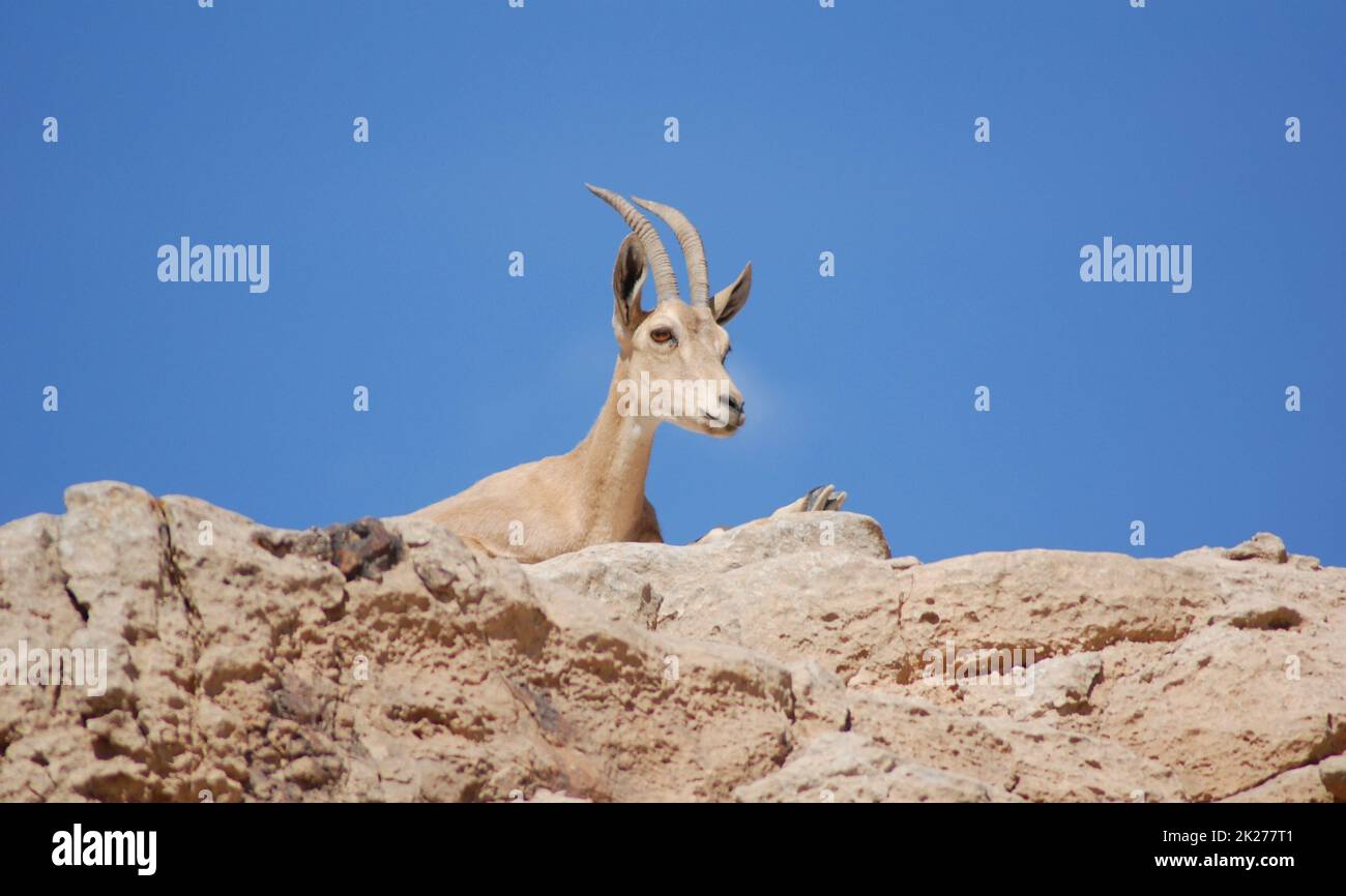 Ibex in the Negev desert in Mitzpe Ramon on the rim of the crater ...