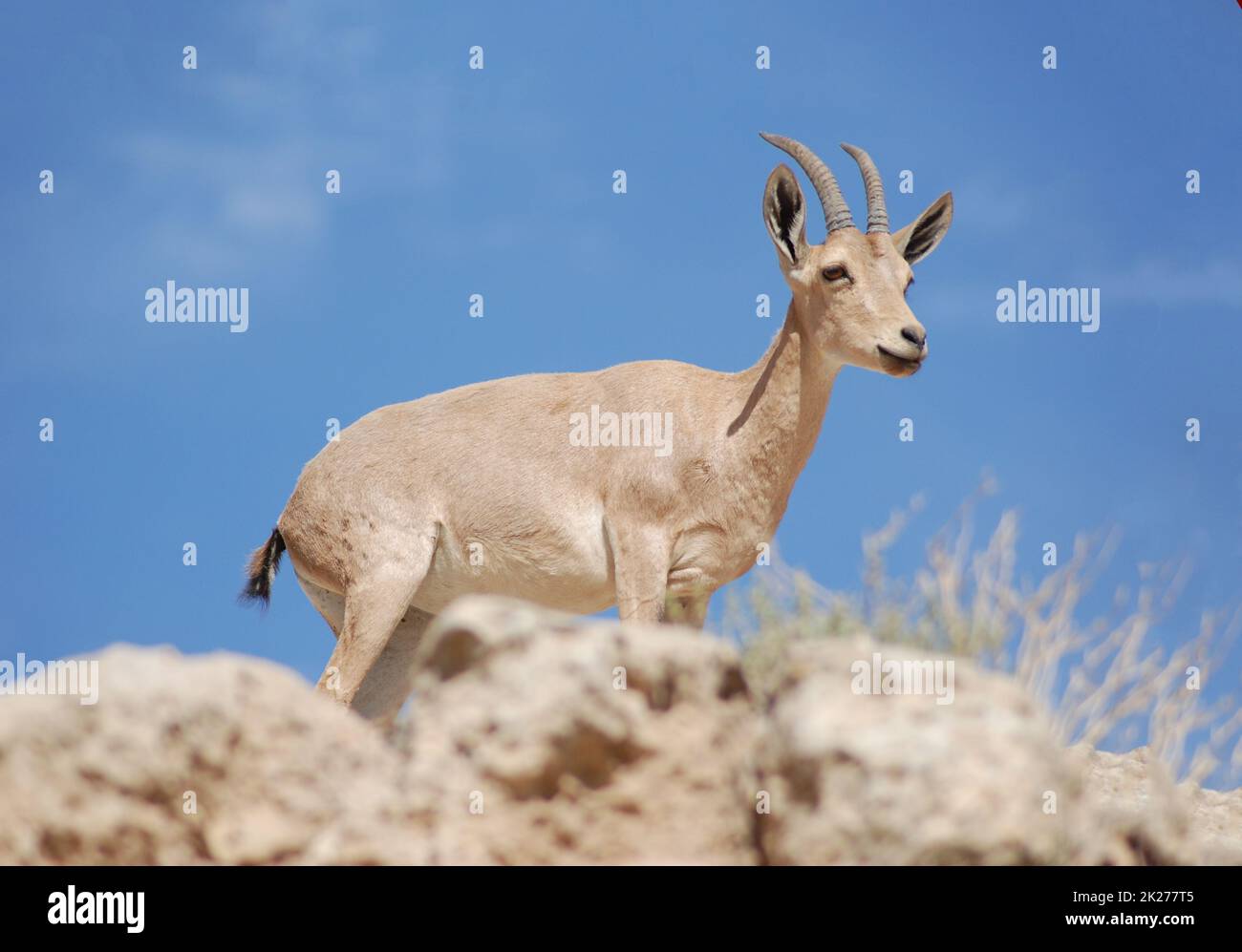 Ibex in the Negev desert in Mitzpe Ramon on the rim of the crater ...