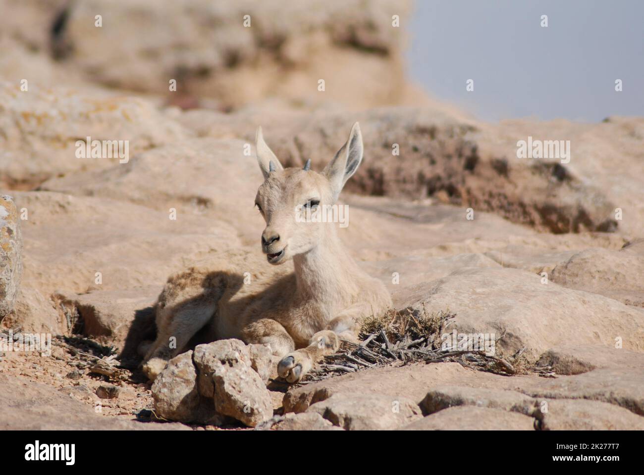 Dead sea jordan animal hi-res stock photography and images - Alamy