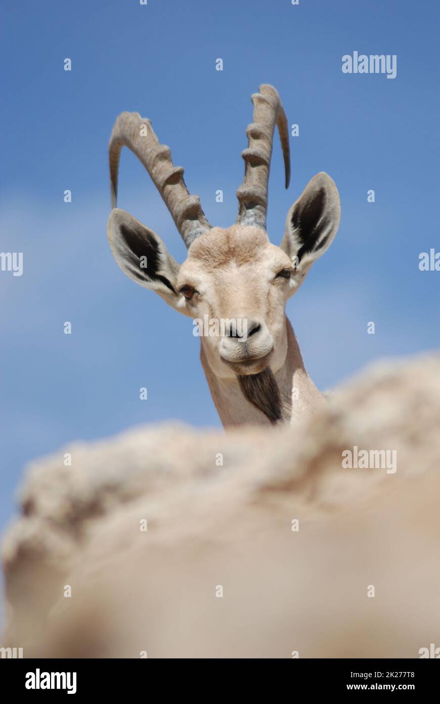 Ibex in the Negev desert in Mitzpe Ramon on the rim of the crater ...