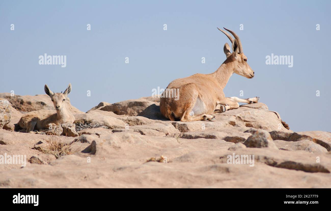 Dead sea jordan animal hi-res stock photography and images - Alamy