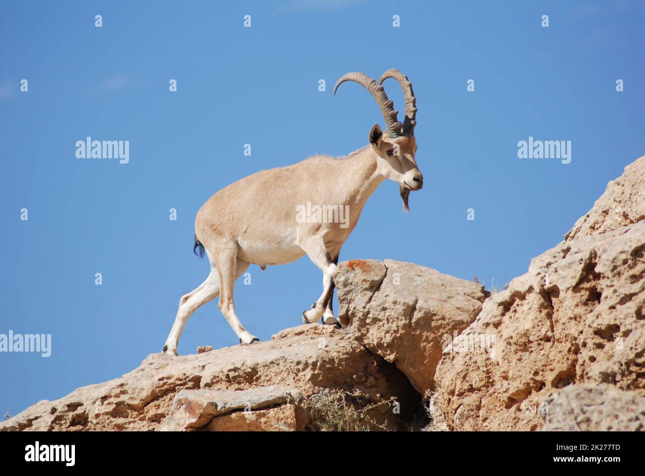 Ibex in the Negev desert in Mitzpe Ramon on the rim of the crater ...