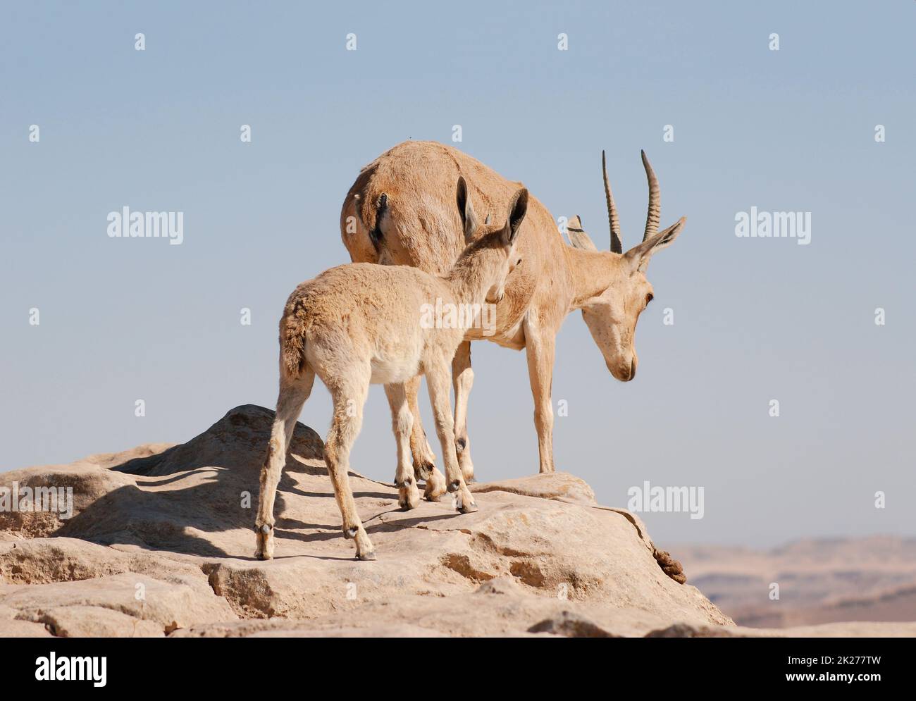 Ibex in the Negev desert in Mitzpe Ramon on the rim of the crater ...