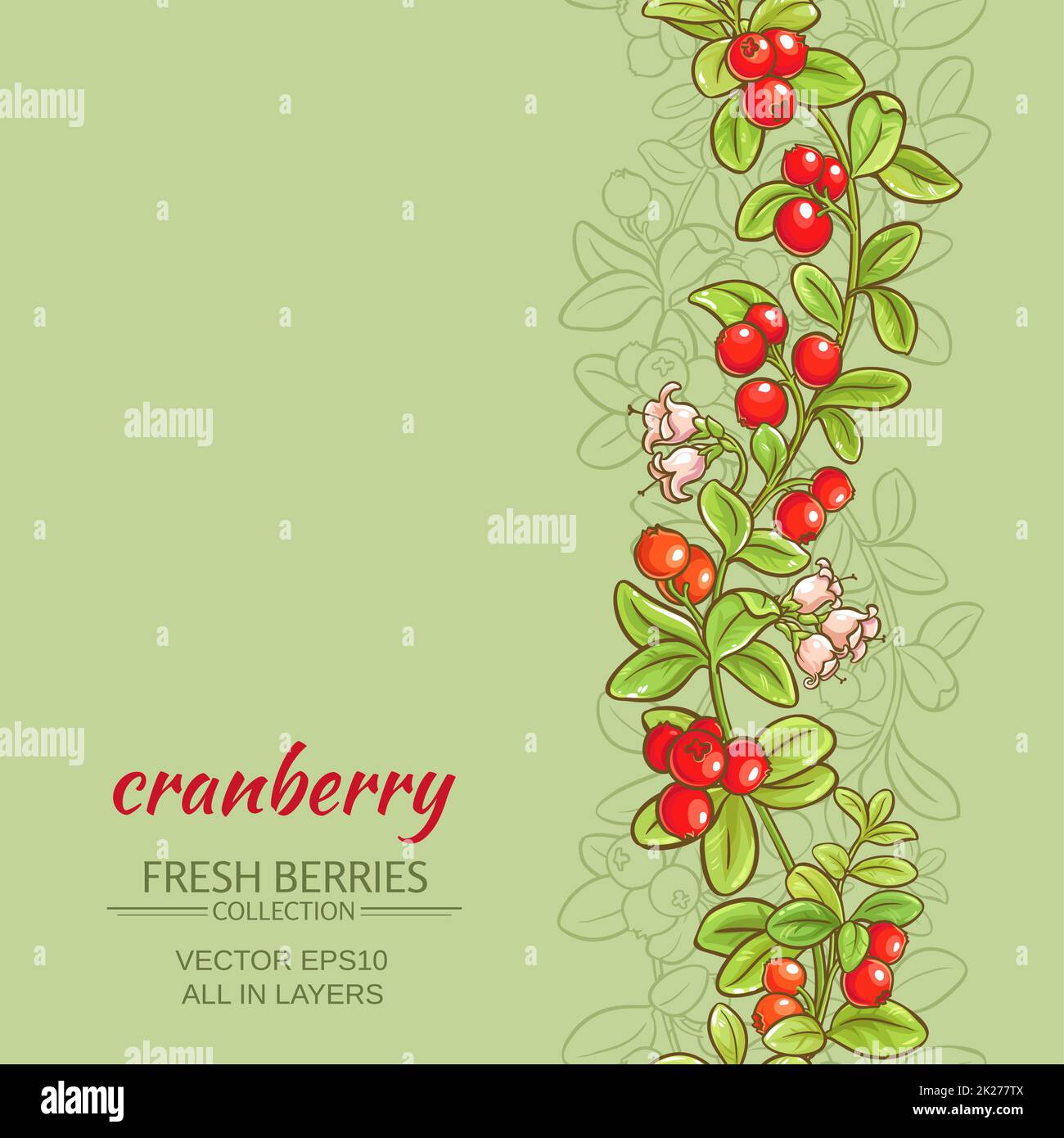 cranberry vector background Stock Photo - Alamy