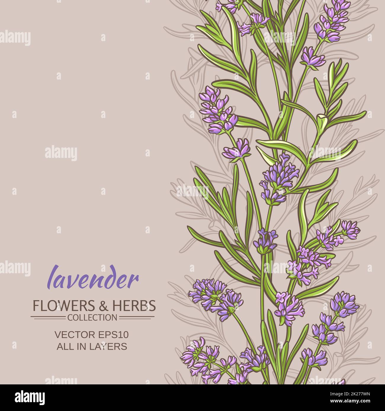 Lavender vector pattern hi-res stock photography and images - Alamy