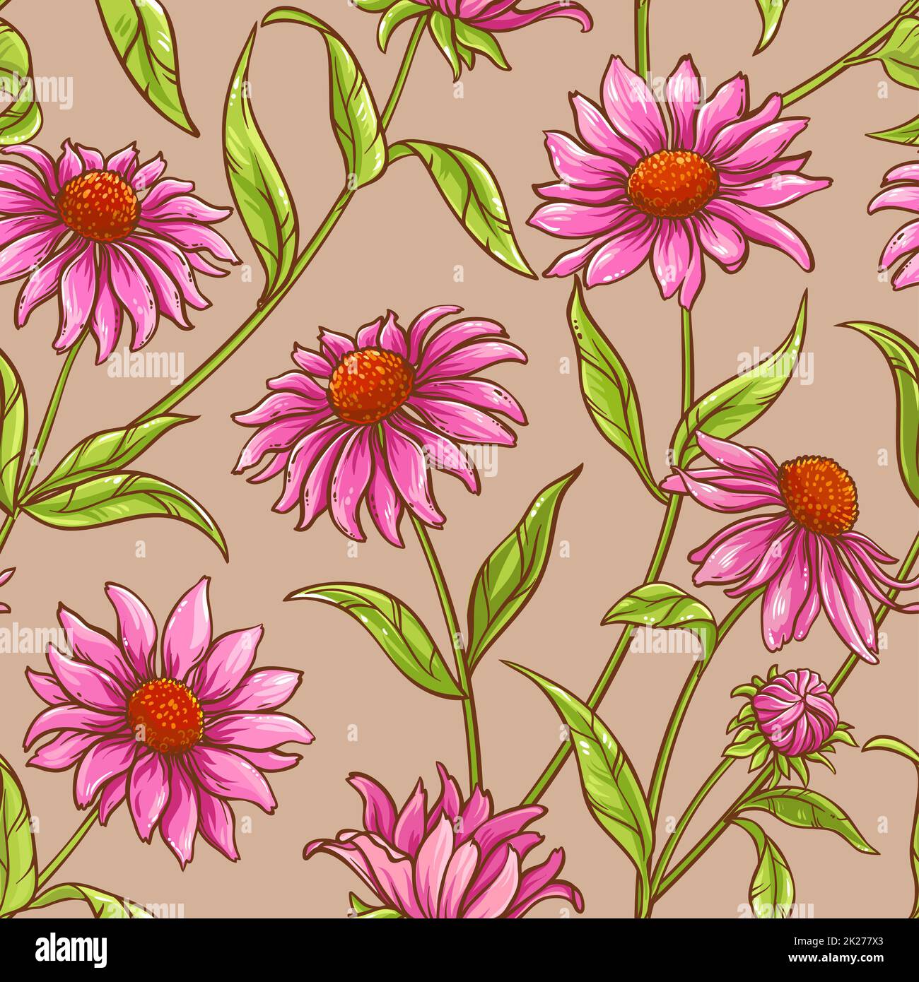 Echinacea purpurea pattern hi-res stock photography and images - Alamy