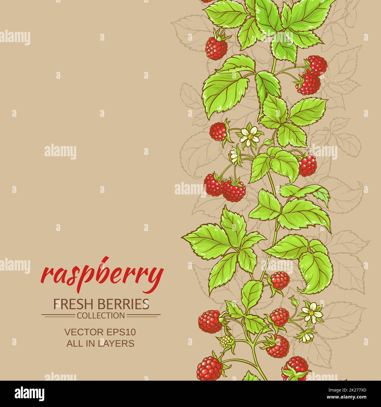 raspberry vector background Stock Photo - Alamy