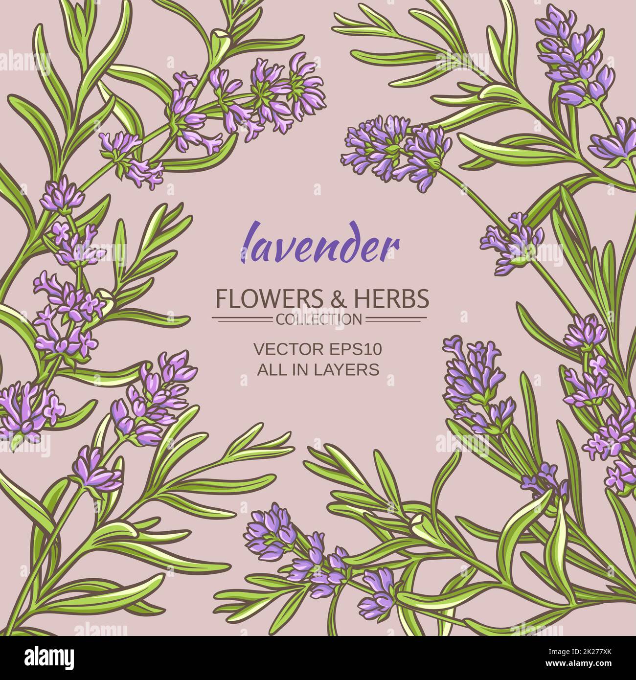 Lavender frame hi-res stock photography and images - Alamy