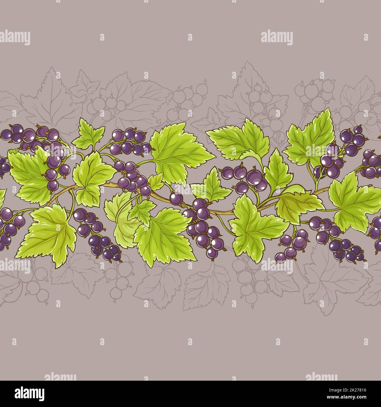 Blackcurrant vector hi-res stock photography and images - Alamy