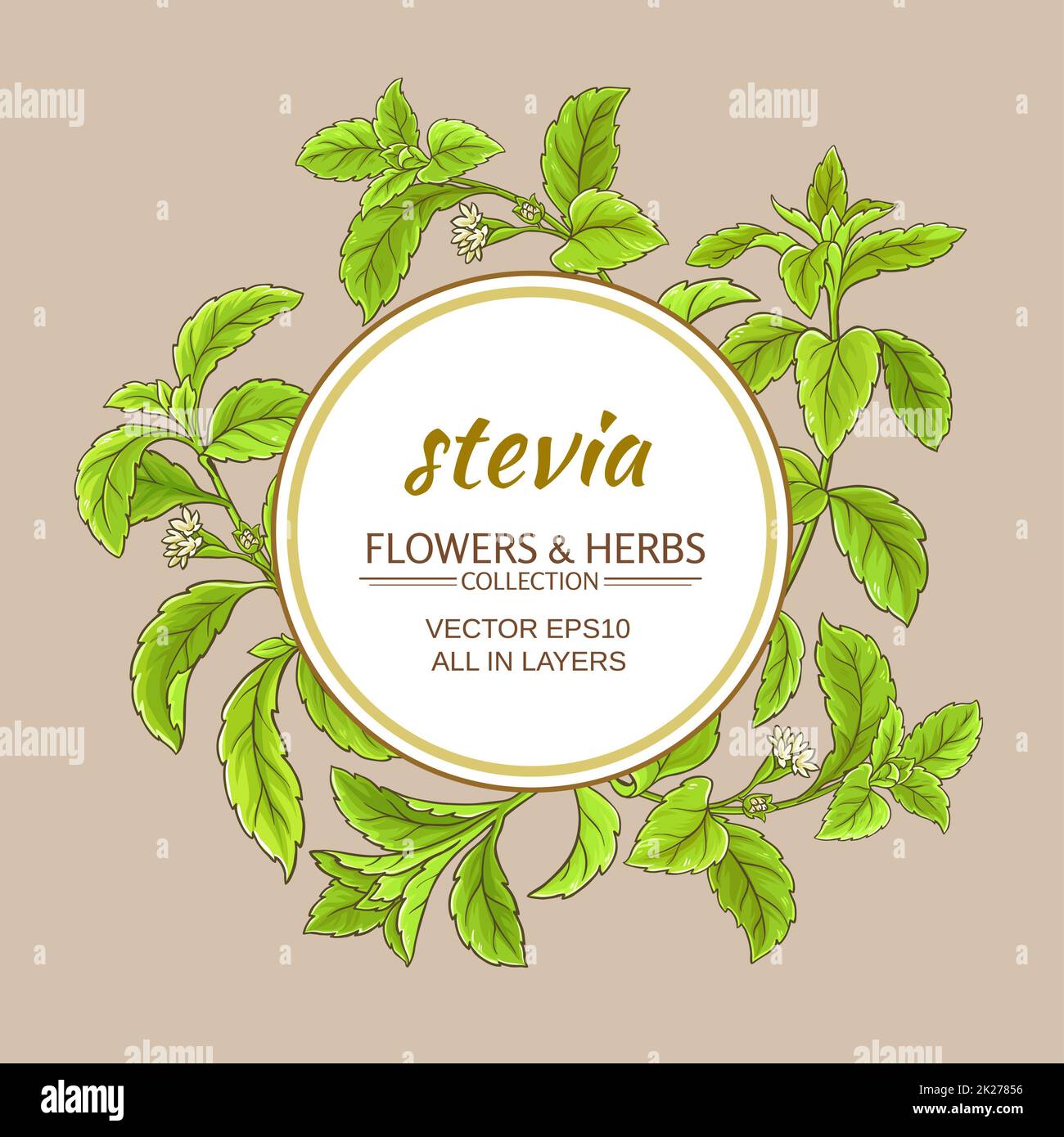 Stevia frame hi-res stock photography and images - Alamy