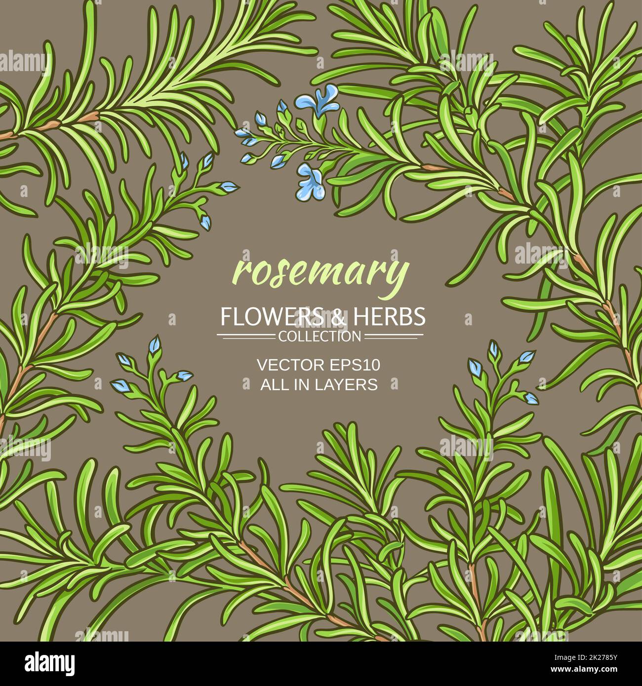 Rosemary vector hi-res stock photography and images - Alamy
