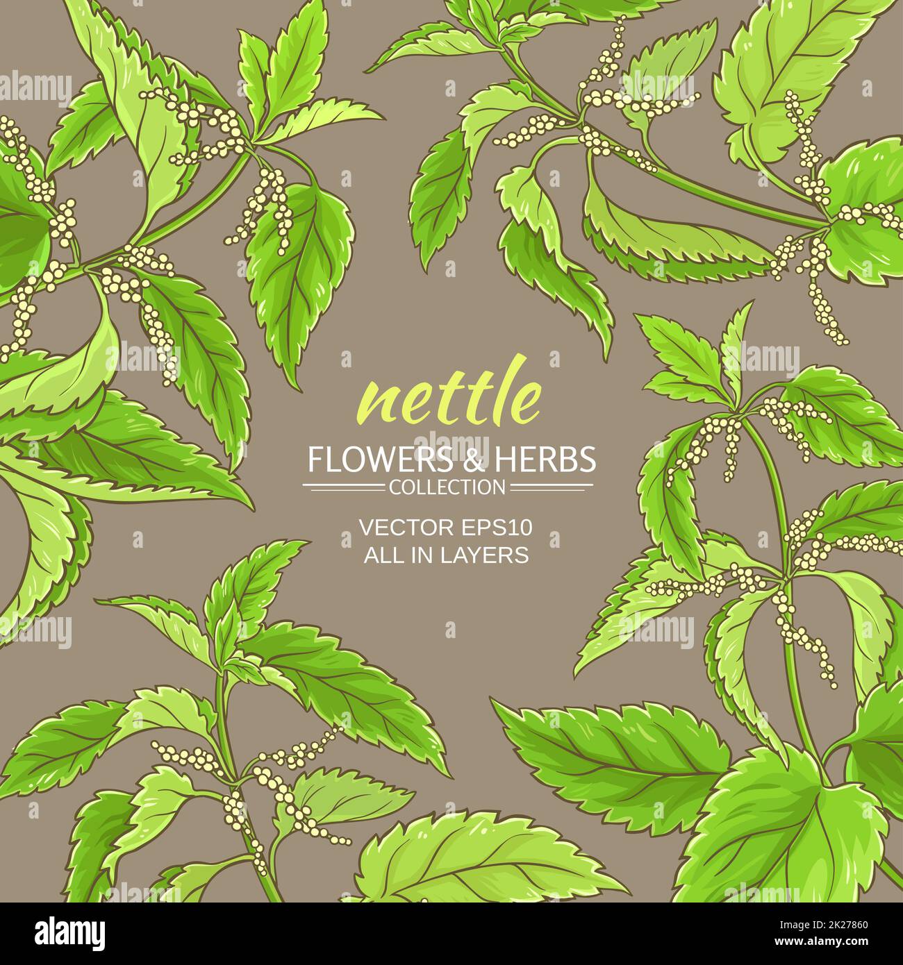 Nettle vector hi-res stock photography and images - Alamy