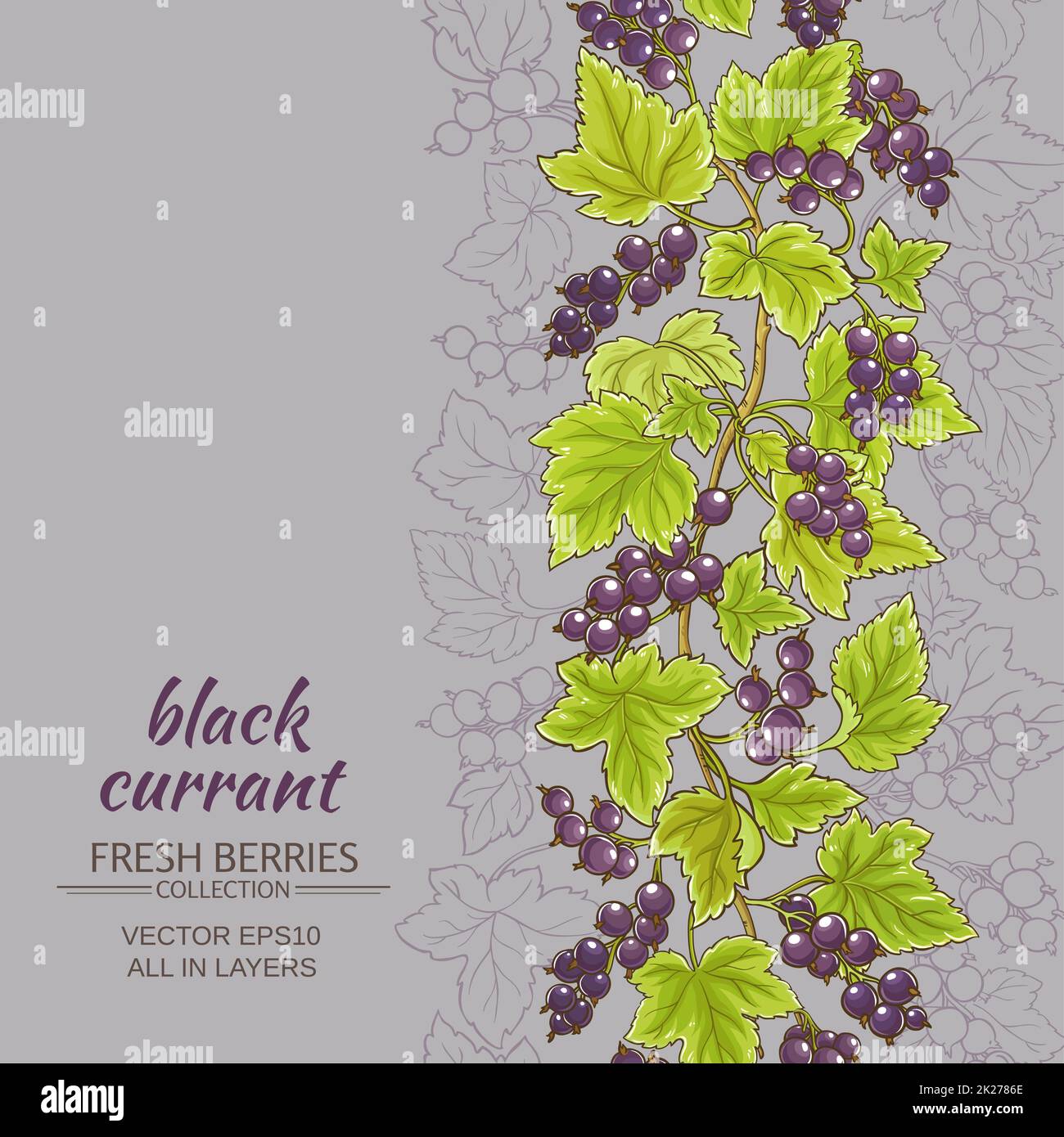 Blackcurrant vector hi-res stock photography and images - Alamy