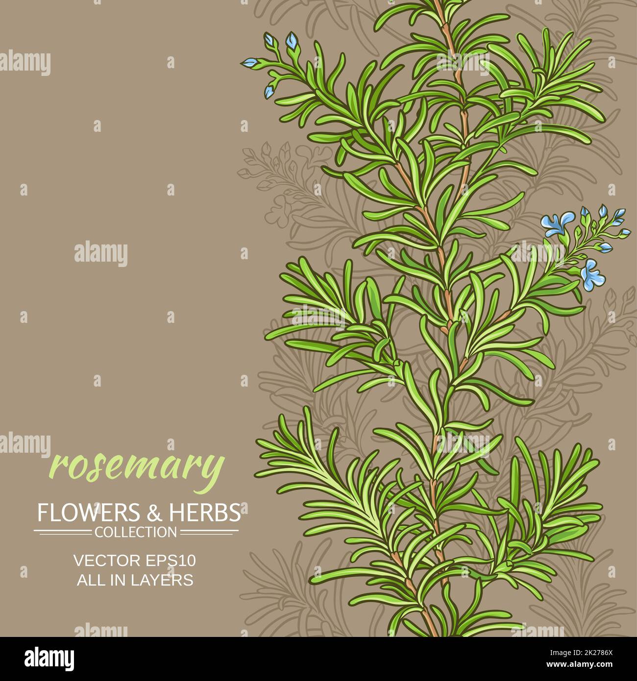 rosemary vector background Stock Photo - Alamy