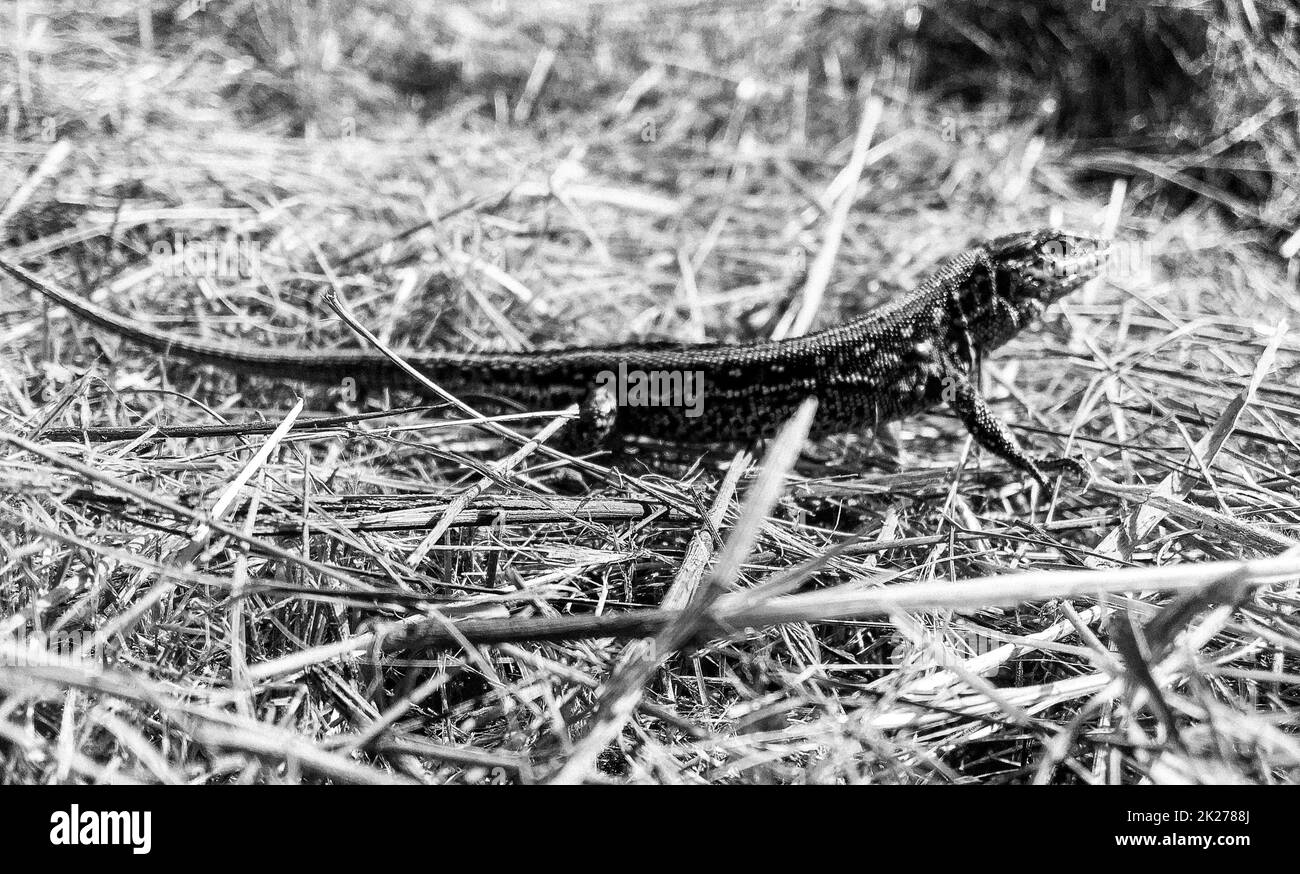 Skin bright hi-res stock photography and images - Alamy