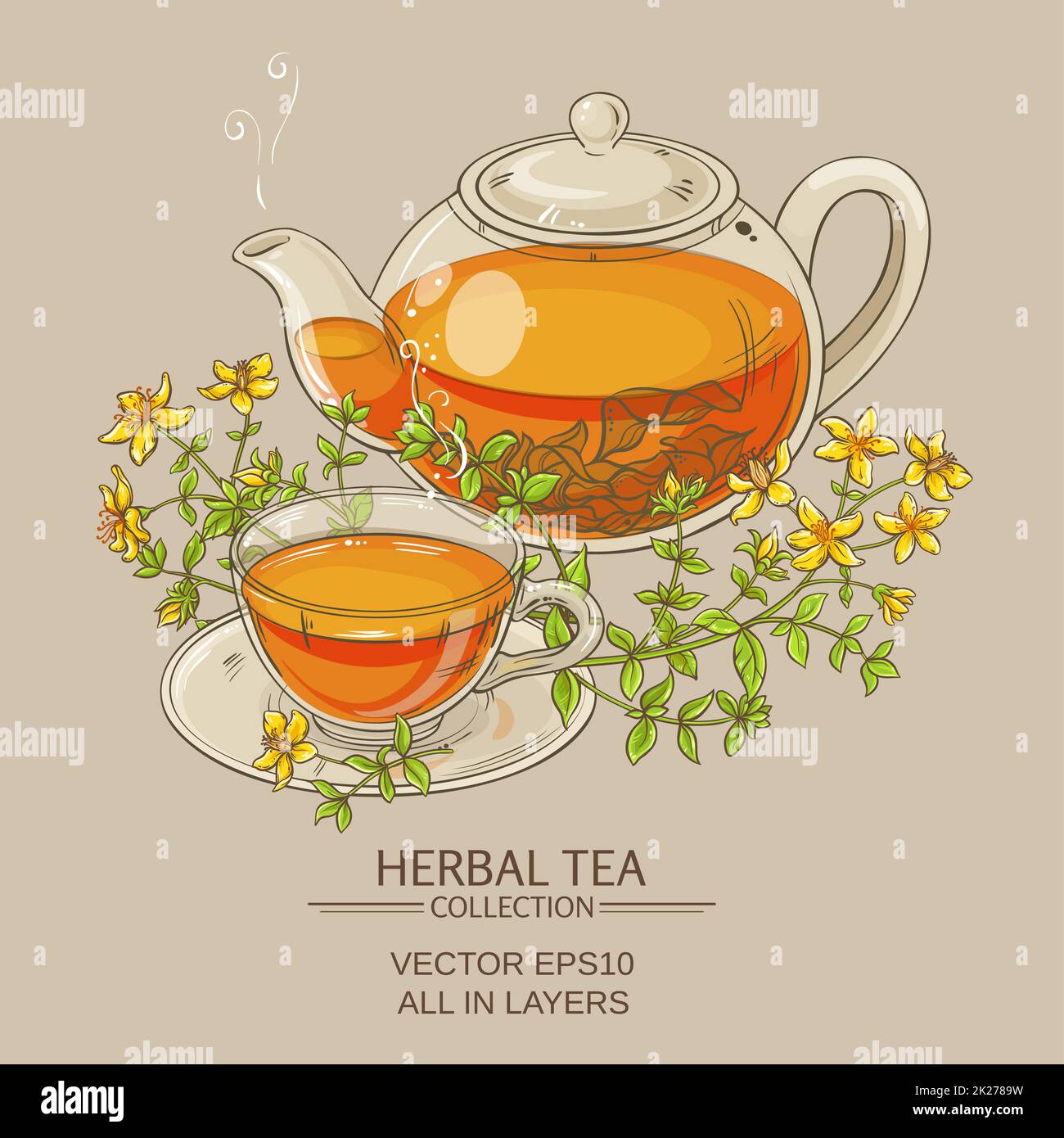 tutsan tea vector illustration Stock Photo - Alamy