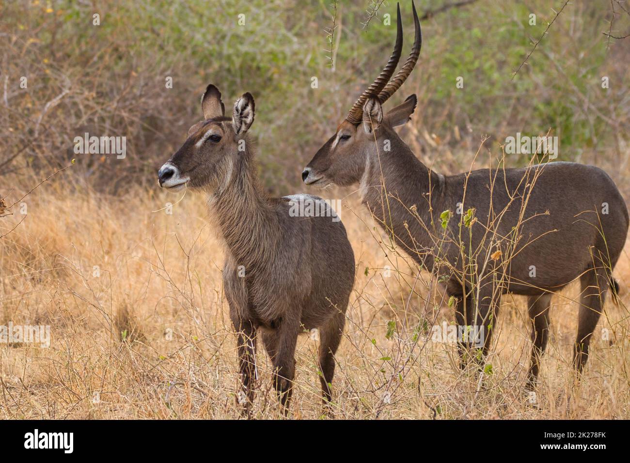 Waterbuck pair, Kobus ellipsiprymnus, in the Meru National Park in ...