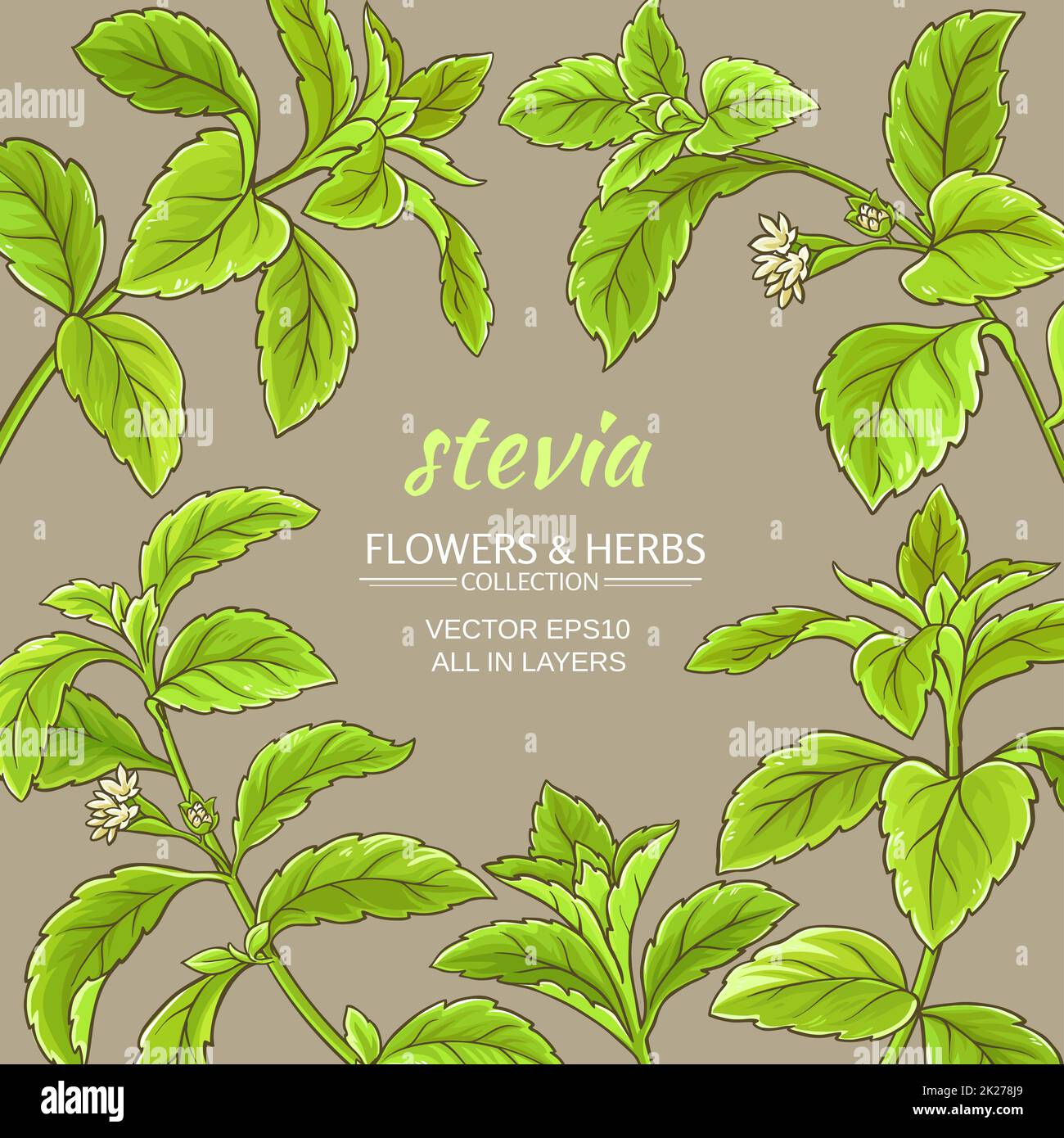 stevia vector frame Stock Photo - Alamy